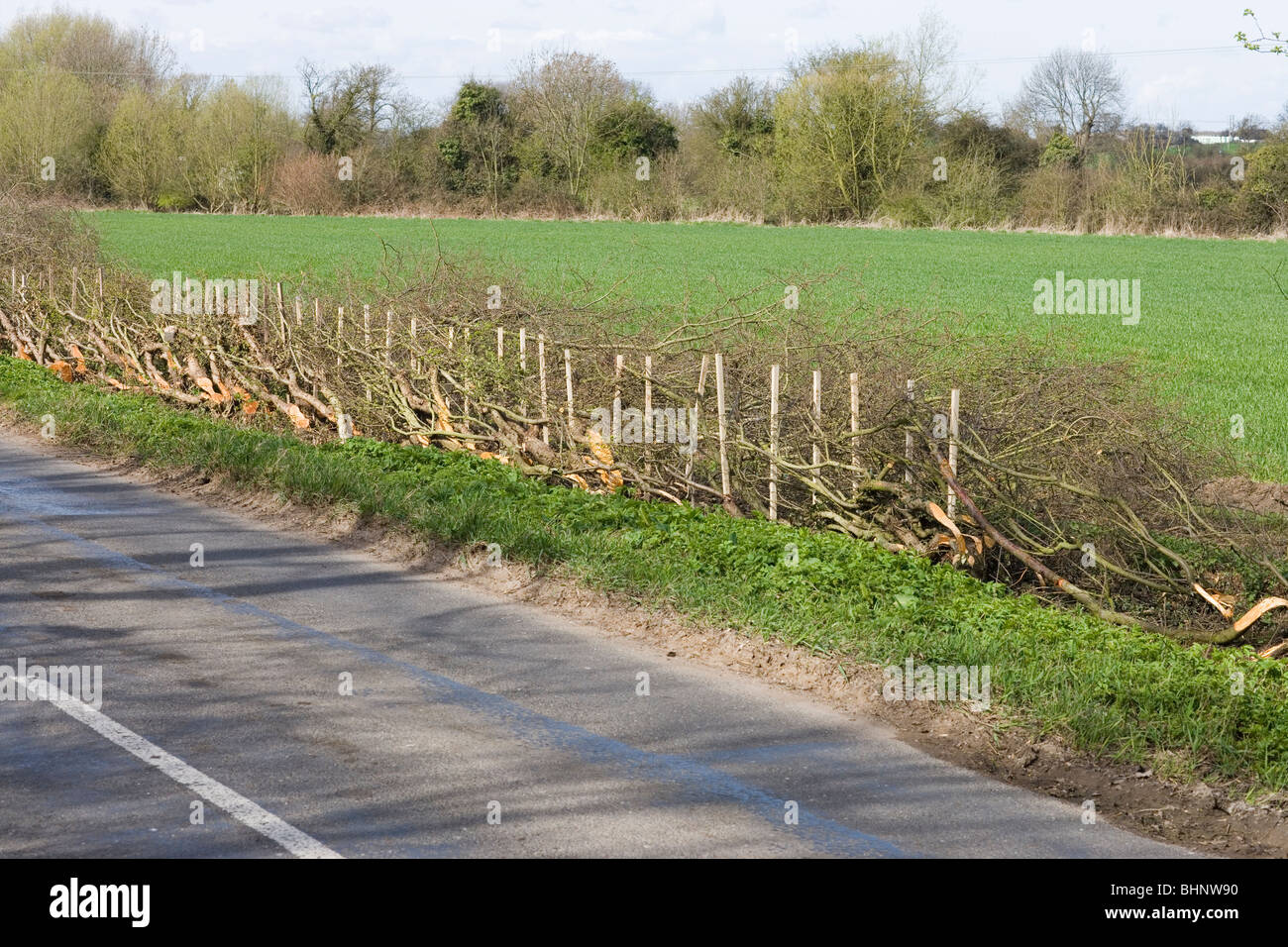 Re-laying an old established field boundary Hawthorn Hedge (Crotaegus ...