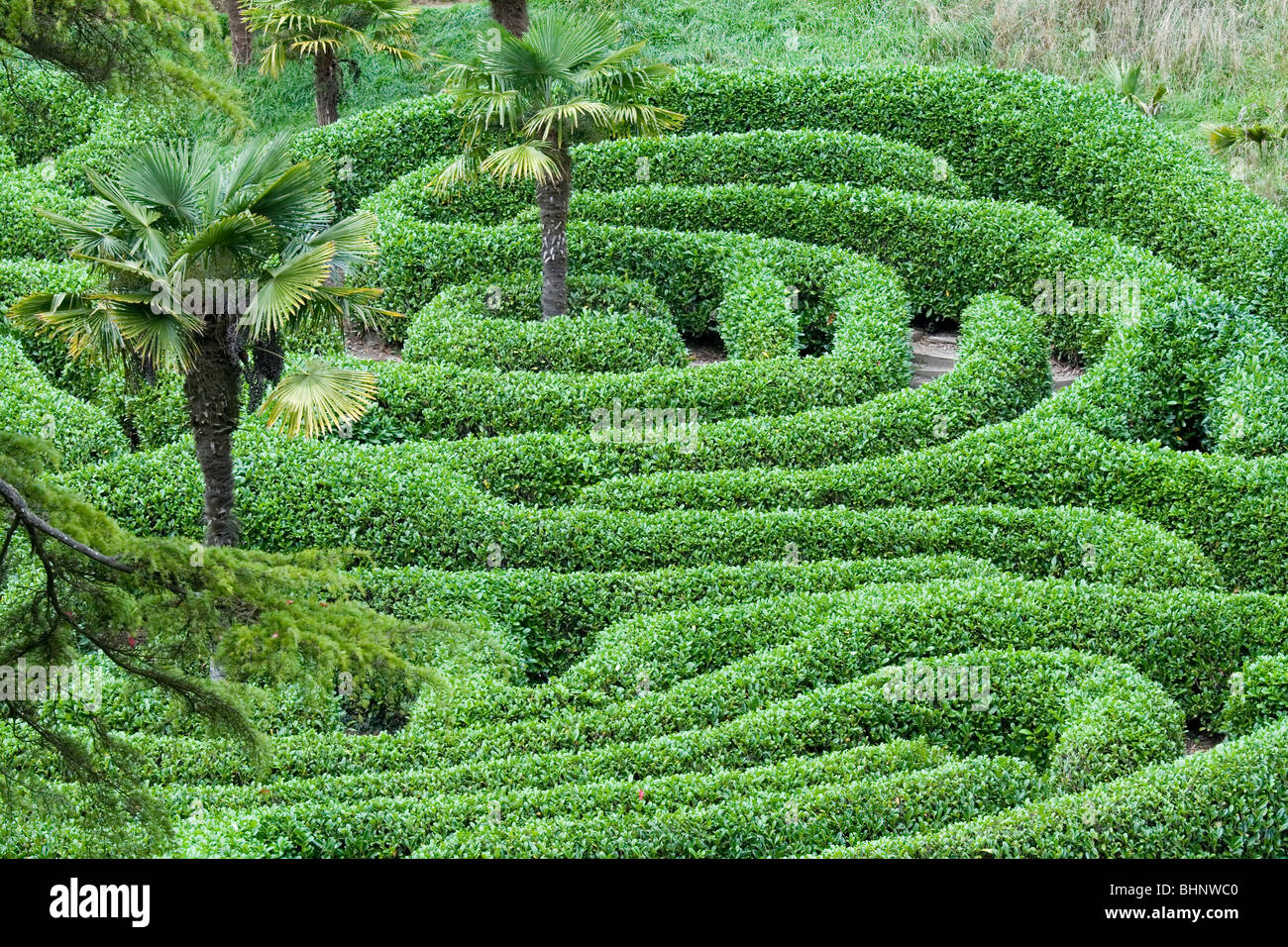 The Maze at Glendurgan Gardens, Cornwall, England, UK Stock Photo - Alamy