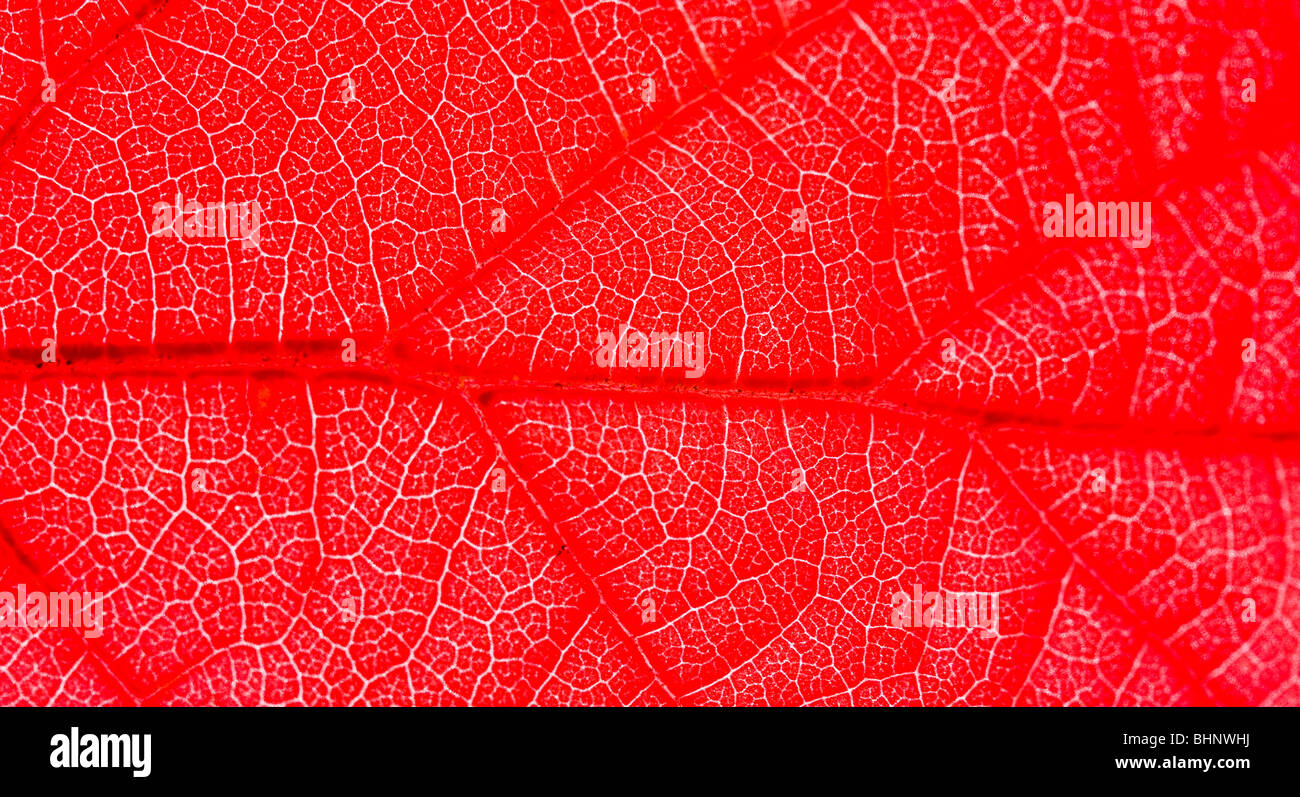 Very detailed close up of a red leaf Stock Photo - Alamy