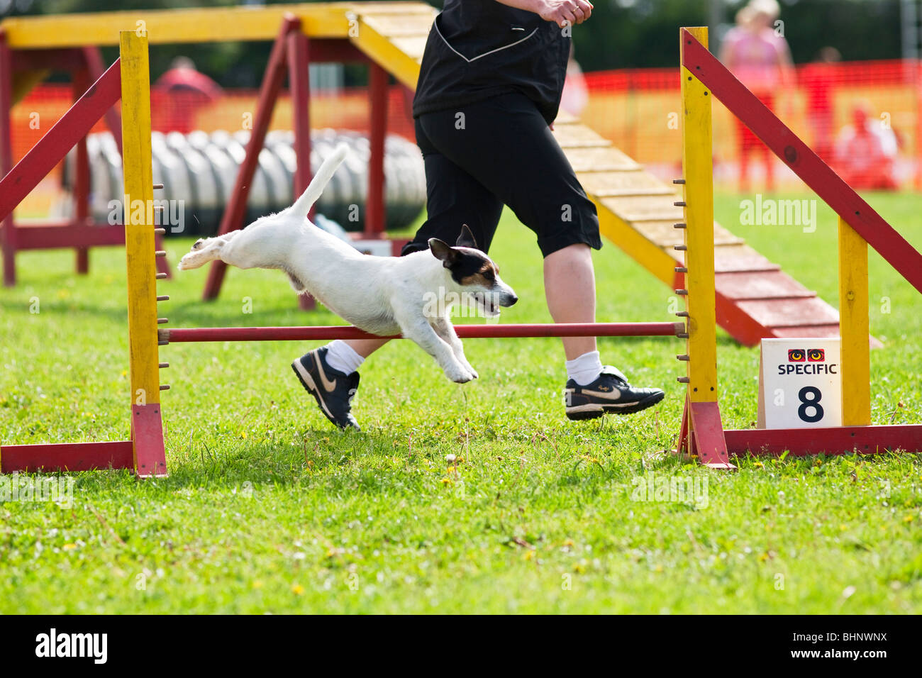 Dog jumping in agility competition Stock Photo - Alamy