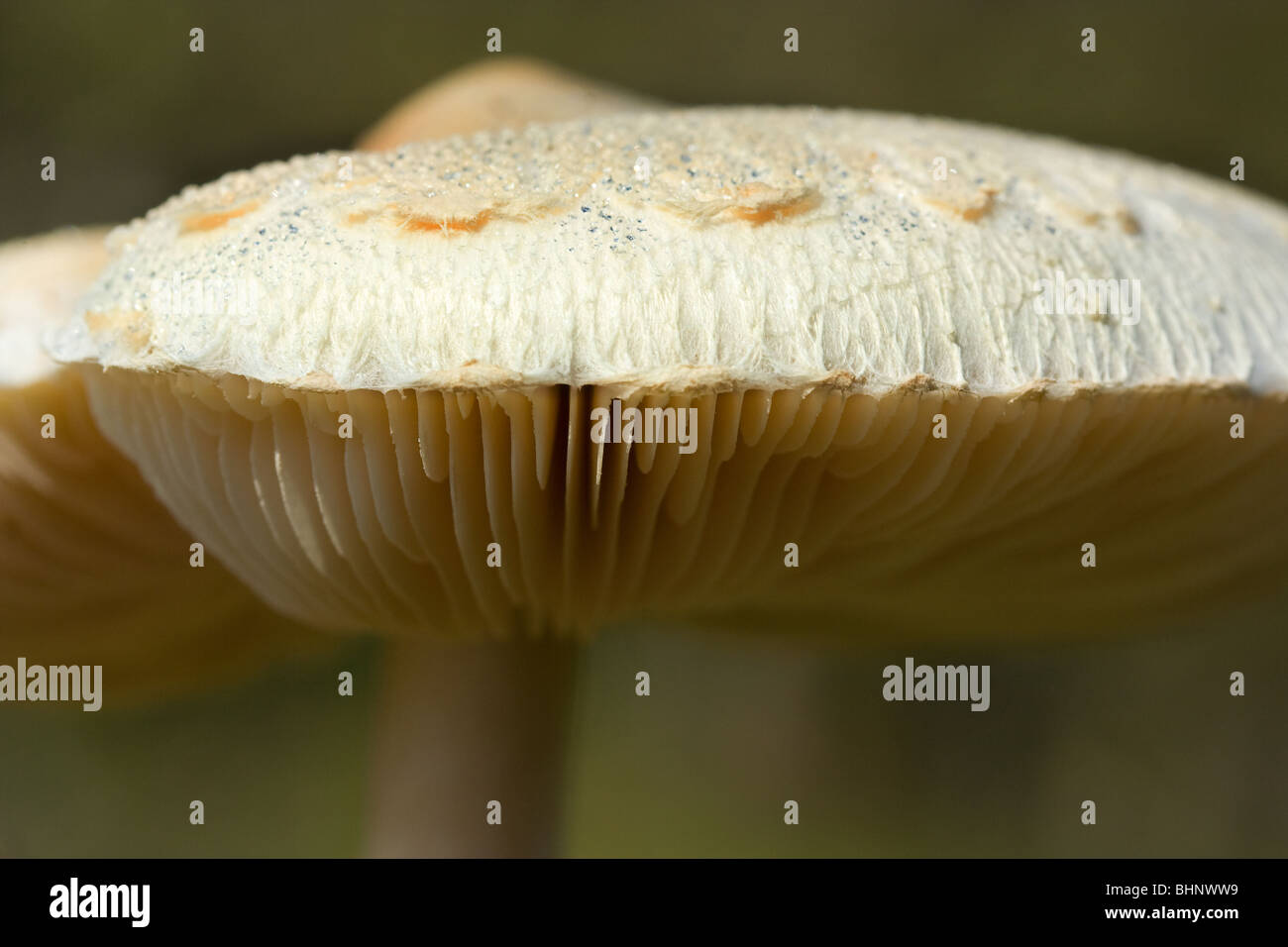 Close up of a mushroom in the forest Stock Photo - Alamy