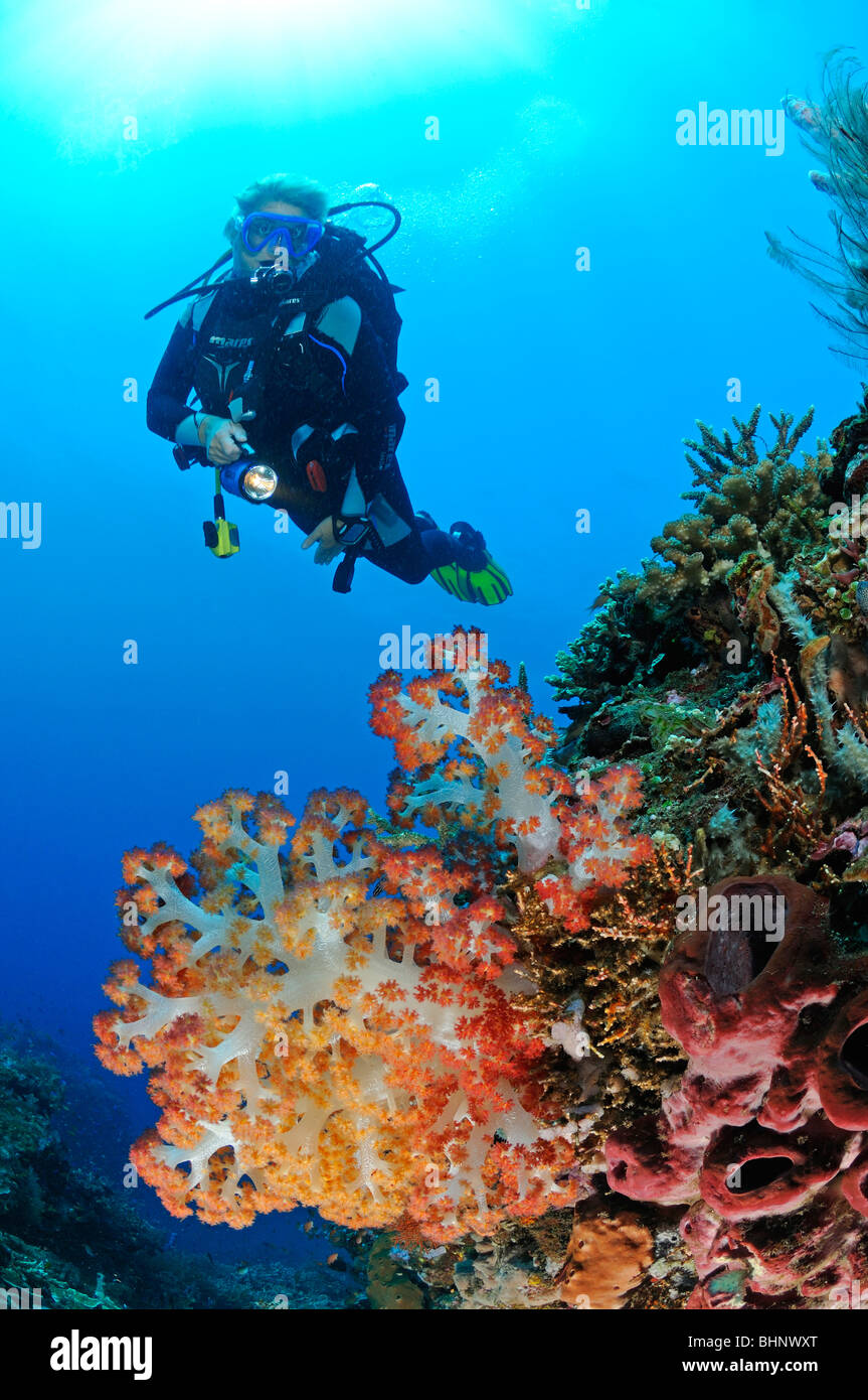 Dendronephthya sp., colorful soft corals and scuba diver, Angels Canyon ...
