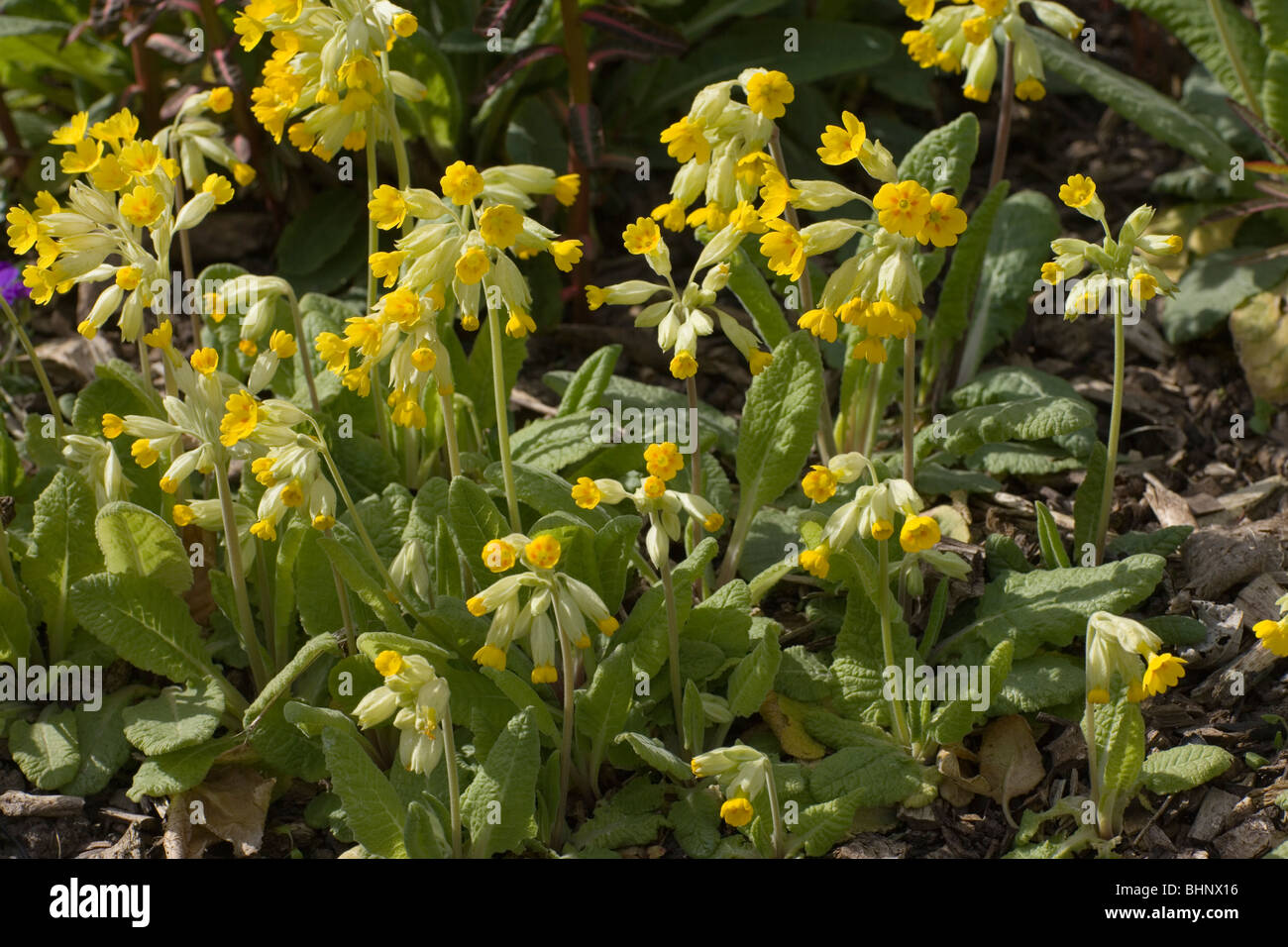Cowslips (Primula veris Stock Photo - Alamy