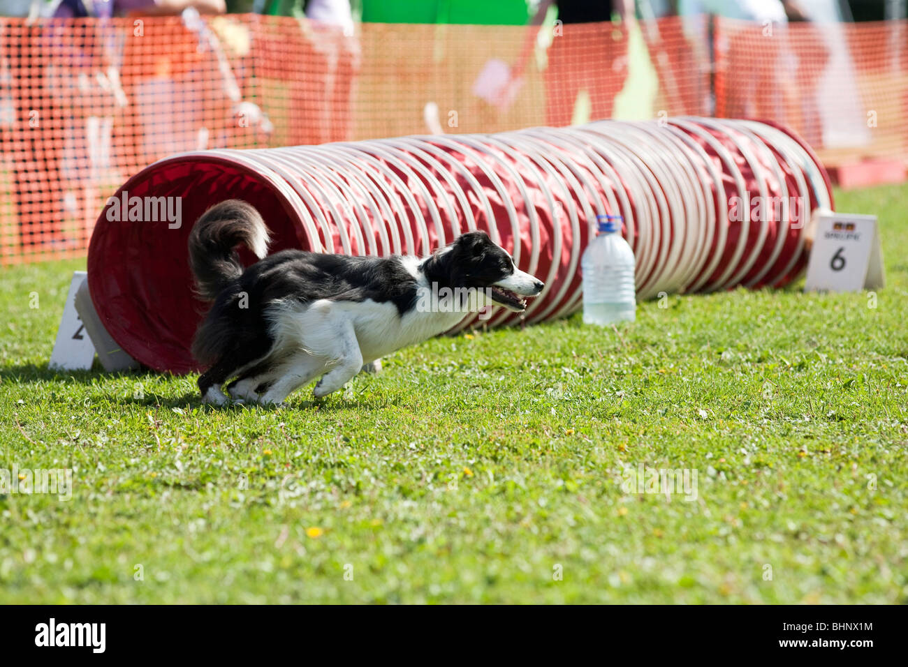 Dog running in agility competition Stock Photo - Alamy