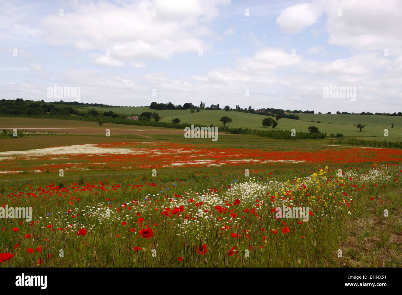 Wild poppies in countryside hi-res stock photography and images - Alamy