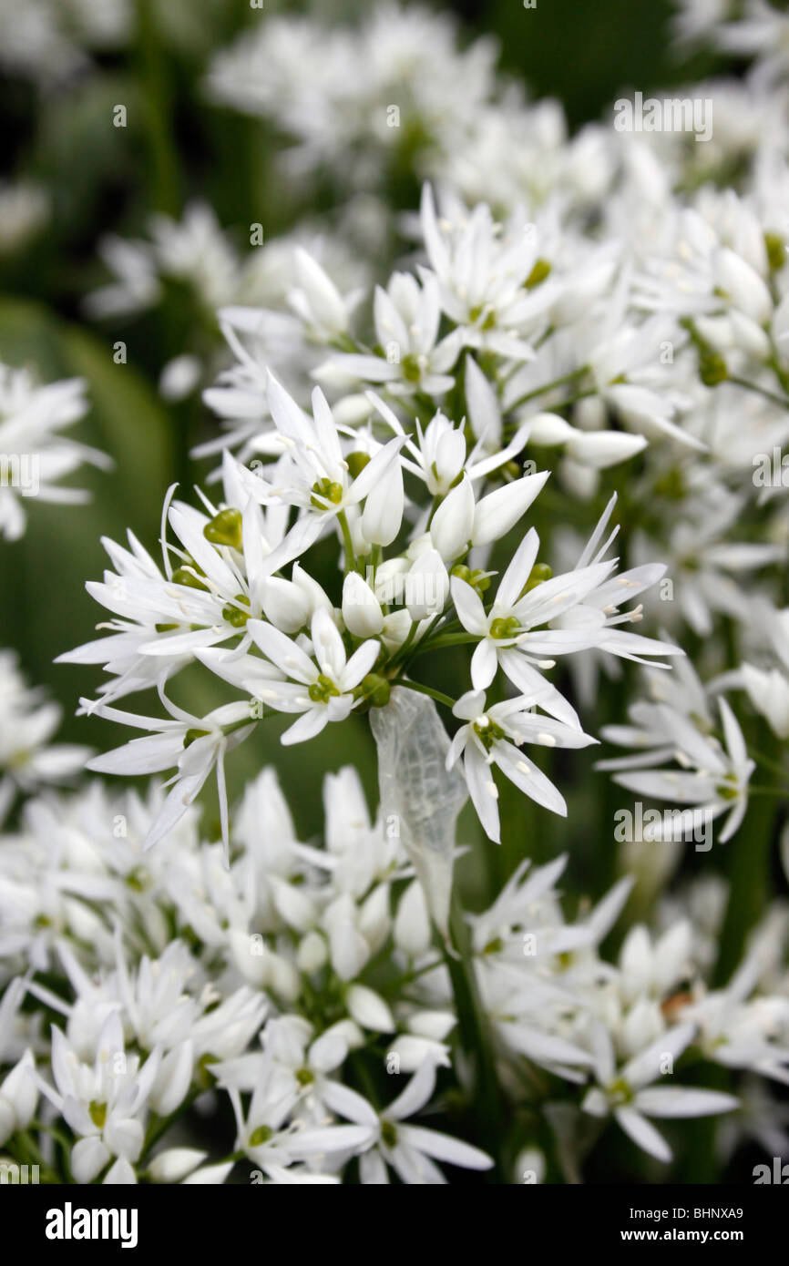 ALLIUM URSINUM. RAMSONS. WILD GARLIC Stock Photo - Alamy