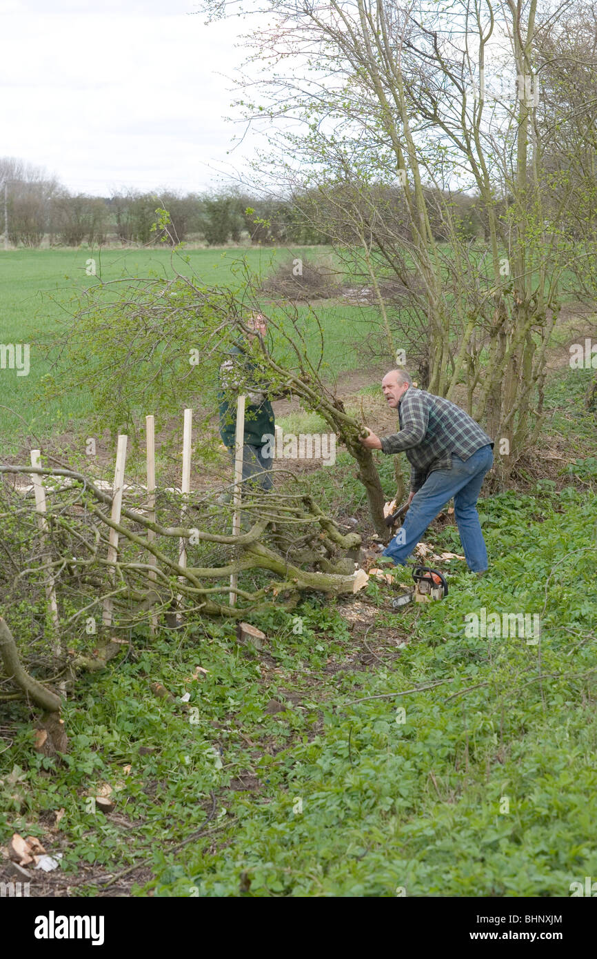 Re-laying an old established field boundary Thorn Hedge (Crotaegus ...