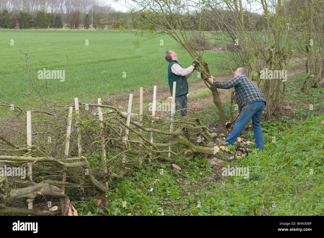 Re-laying an old established field boundary Hawthorn Hedge (Crotaegus ...