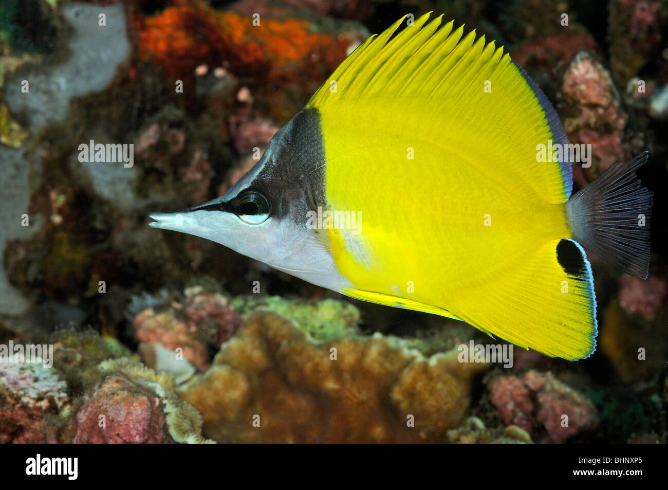 Yellow Longnose Butterflyfish
