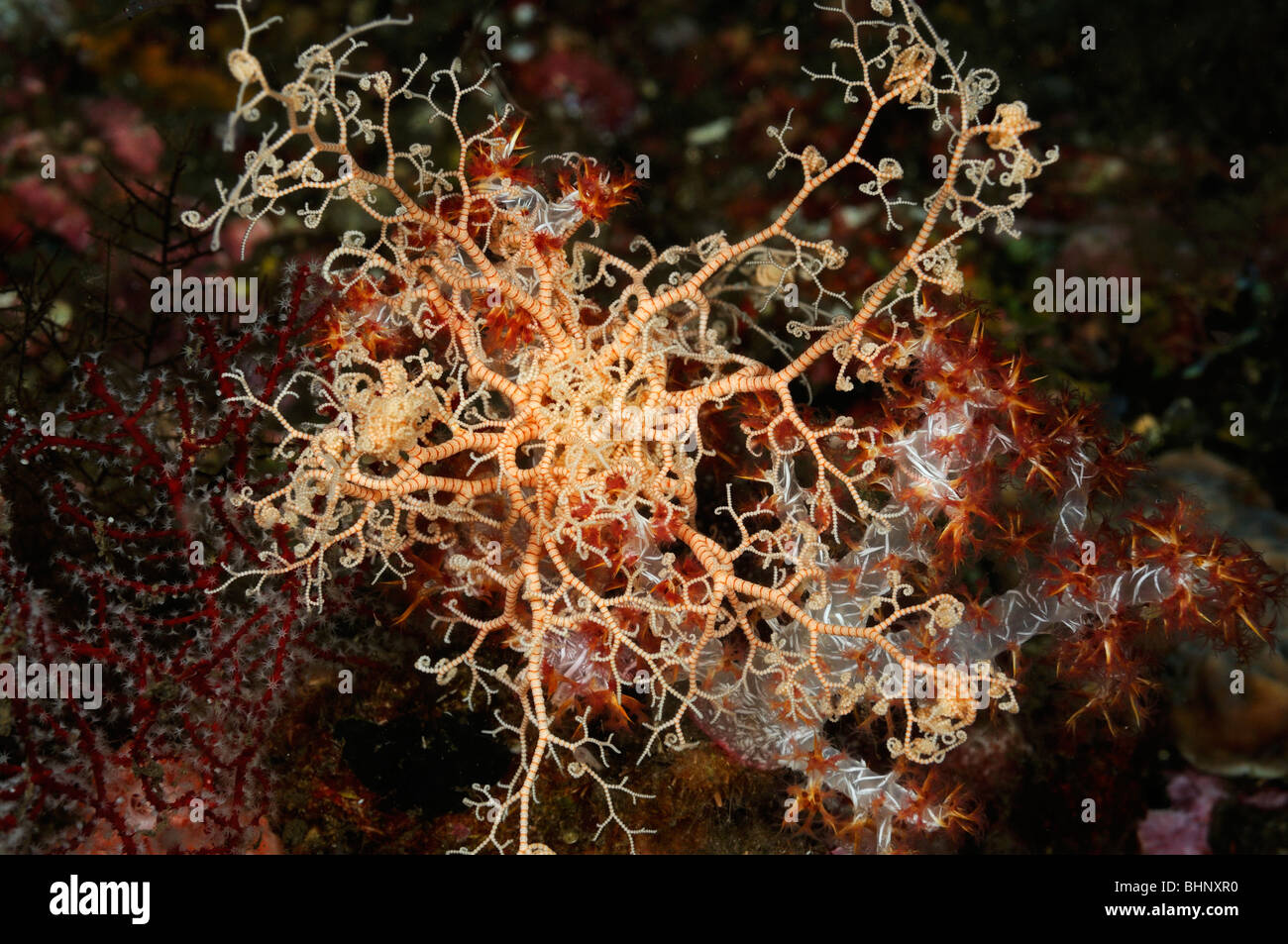 Astrocladus tonganus, Basket Star on soft coral, Alam Anda, housereef ...