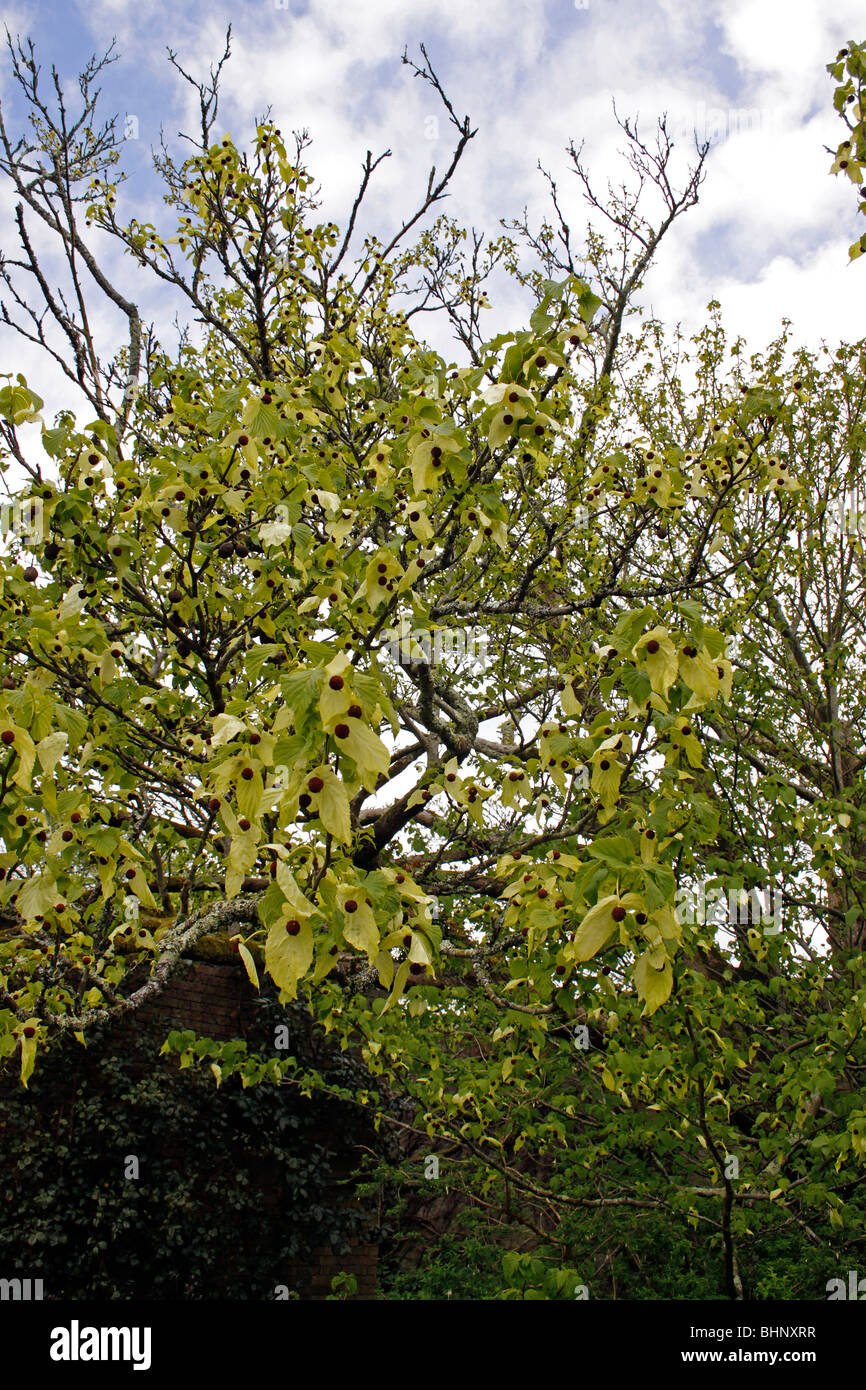 Davidia involucrata dove tree handkerchief tree hi-res stock ...