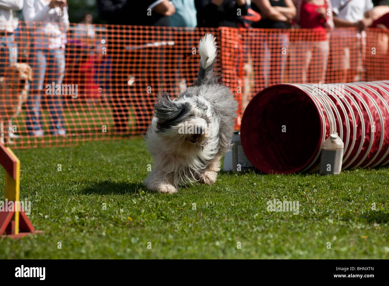 Dog running in agility competition Stock Photo - Alamy