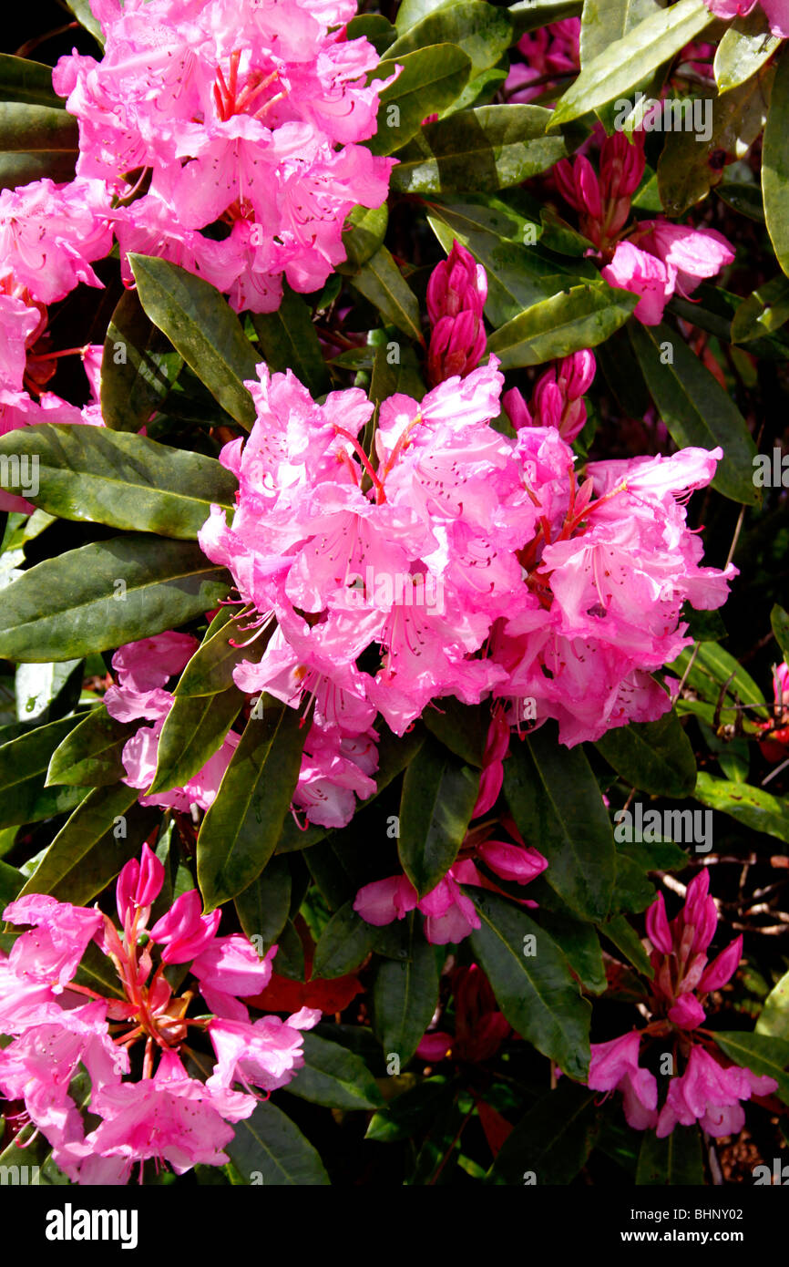 Rhododendron cinnamomeum hi-res stock photography and images - Alamy