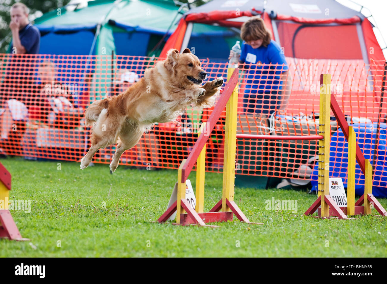 Dog jumping in agility competition Stock Photo - Alamy