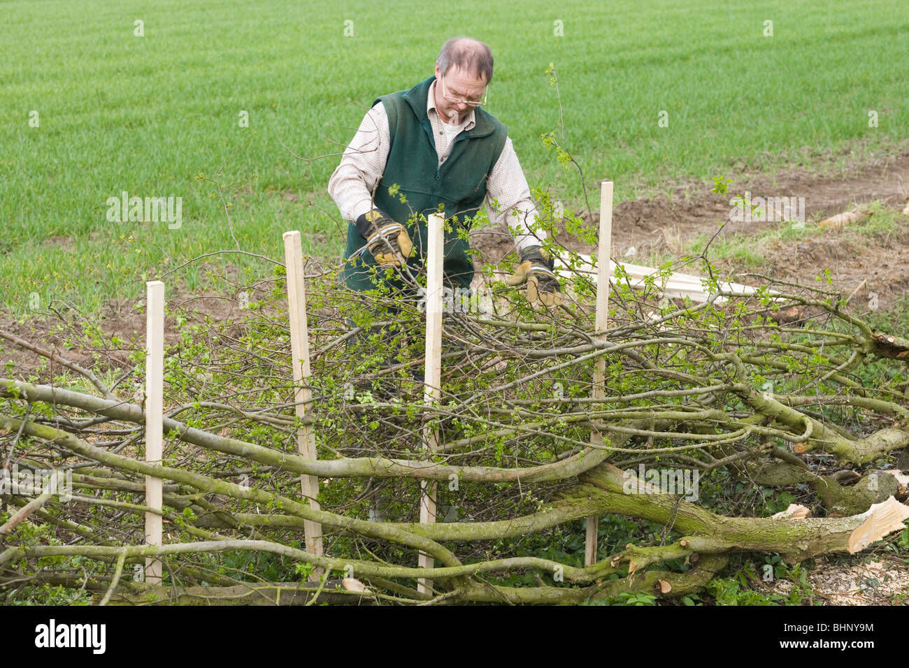 Farm hedge restoration hi-res stock photography and images - Alamy