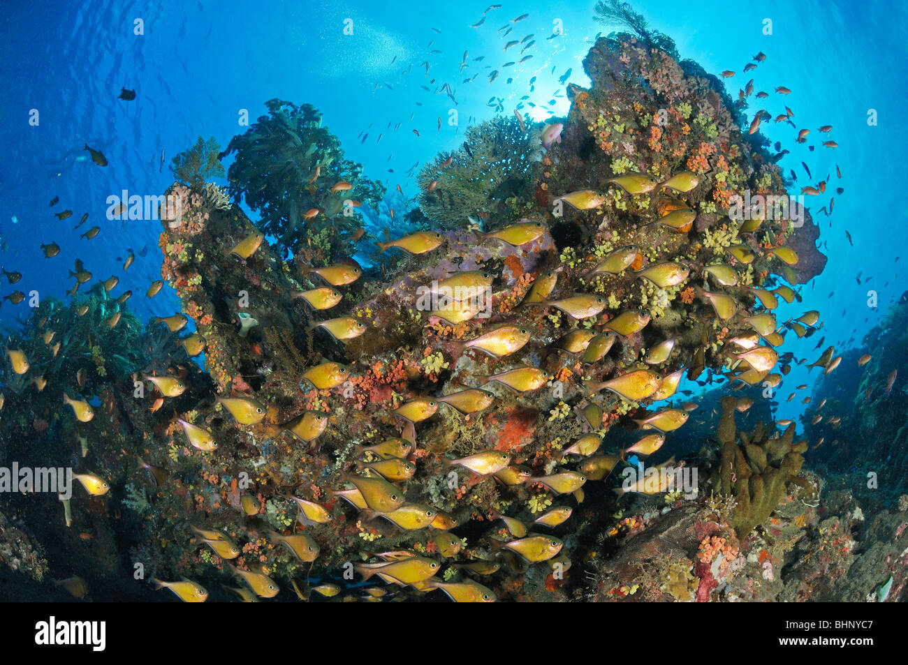 Pempheris vanicolensis, school of Vanikoro sweeper, Amed, Bali ...