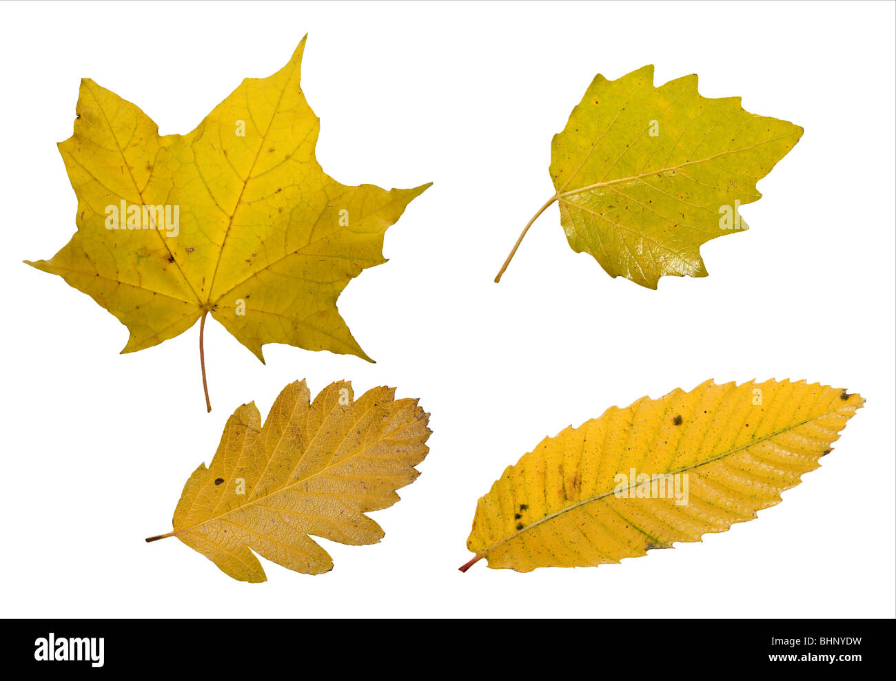 Maple leafs fall hi-res stock photography and images - Alamy