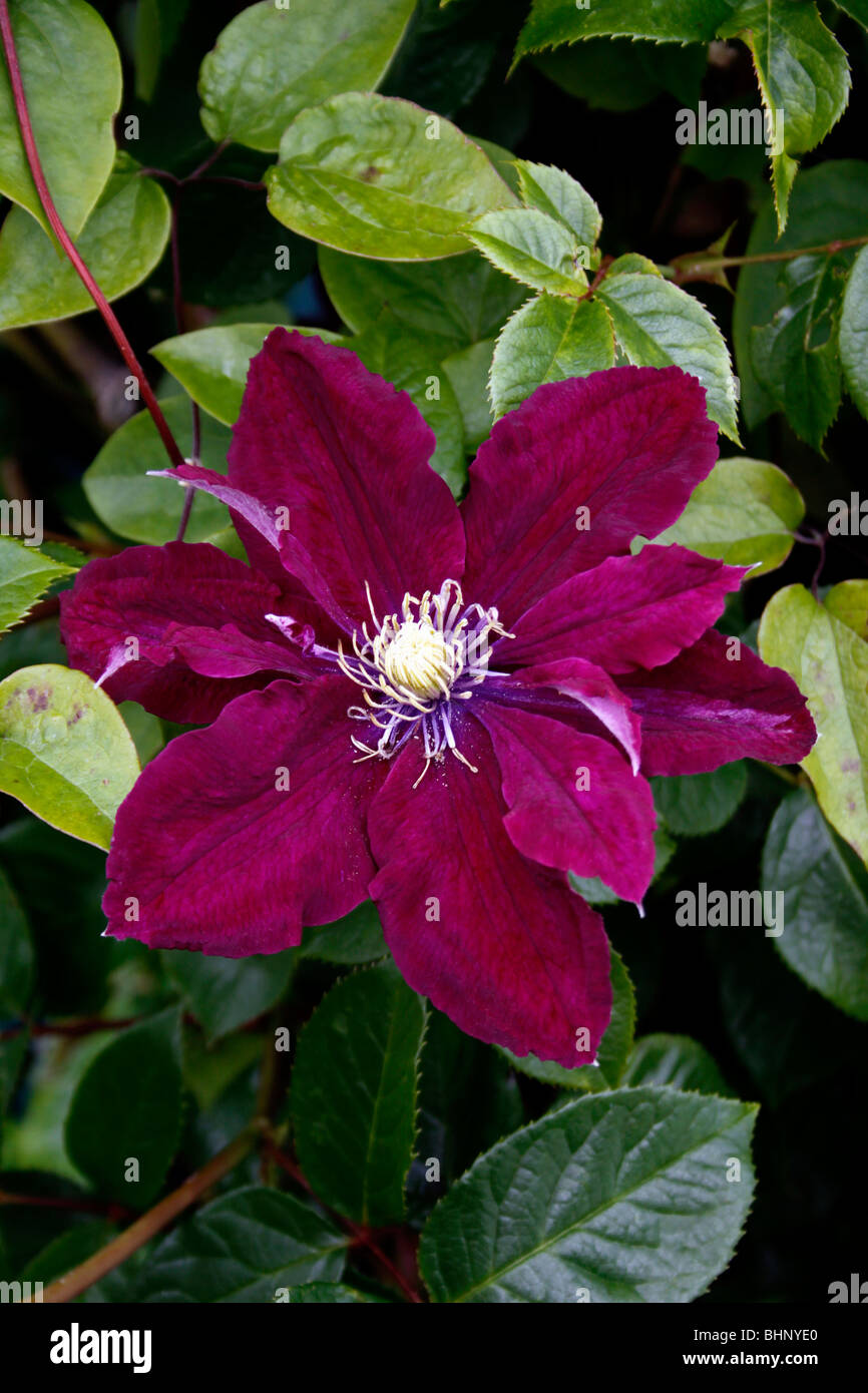 Tall clematis hi-res stock photography and images - Alamy