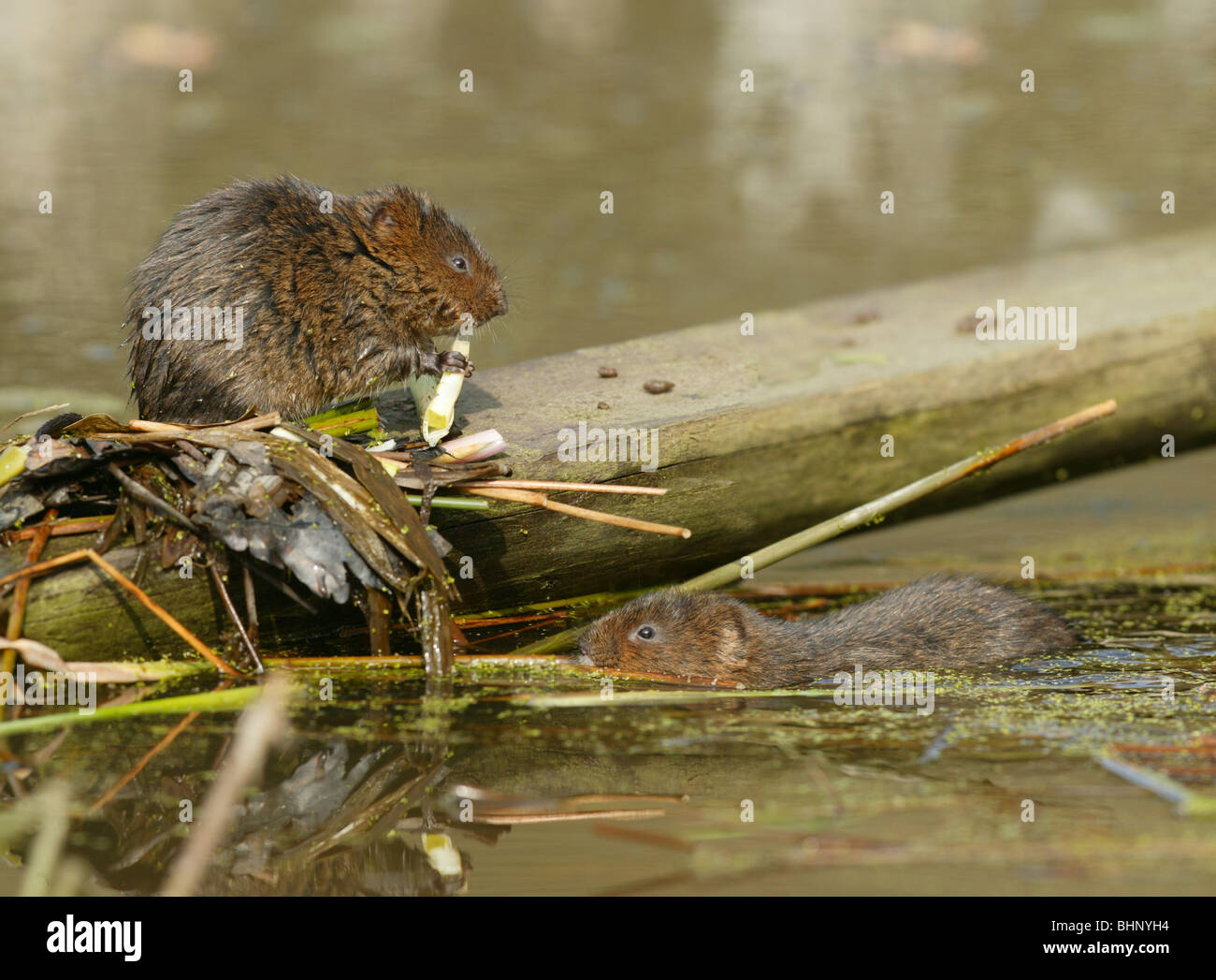 Water Voles Arvicola terrestris Stock Photo - Alamy