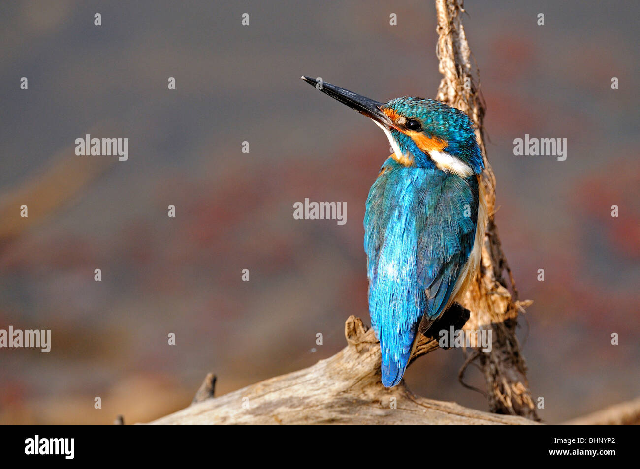 Common Kingfisher, Alcedo atthis, also known as Eurasian Kingfisher or ...