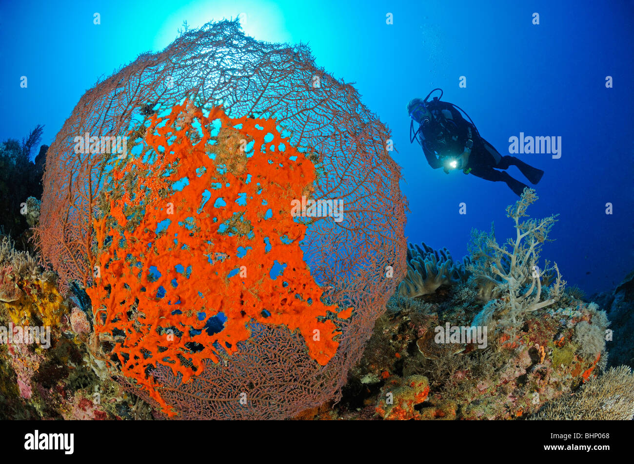 Latrunculia magnifica, scuba diver with giant sea fan and red fire ...