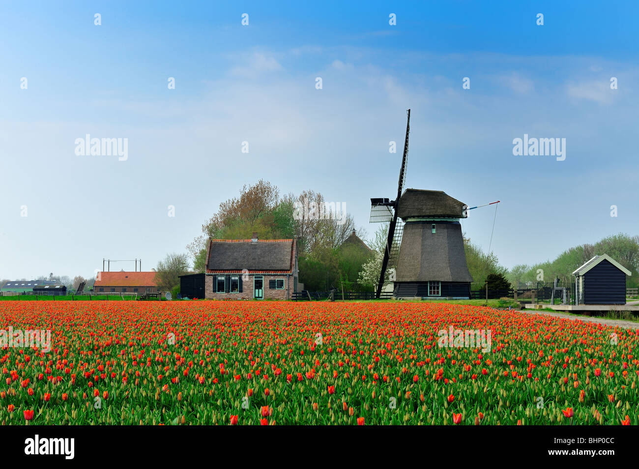 Netherlands windmill tulip hi-res stock photography and images - Alamy