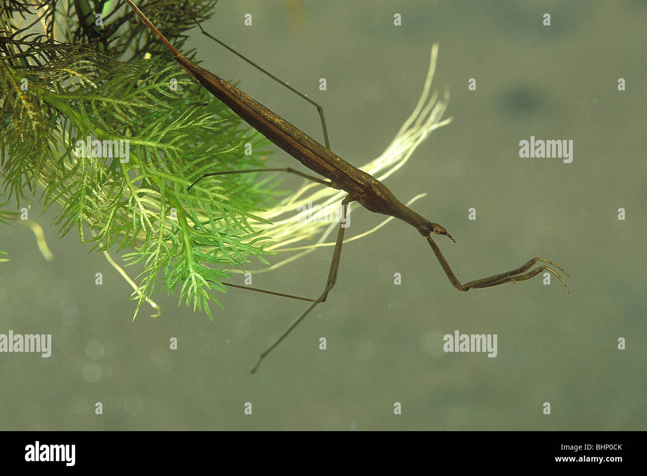 Macroinvertebrate hi-res stock photography and images - Alamy