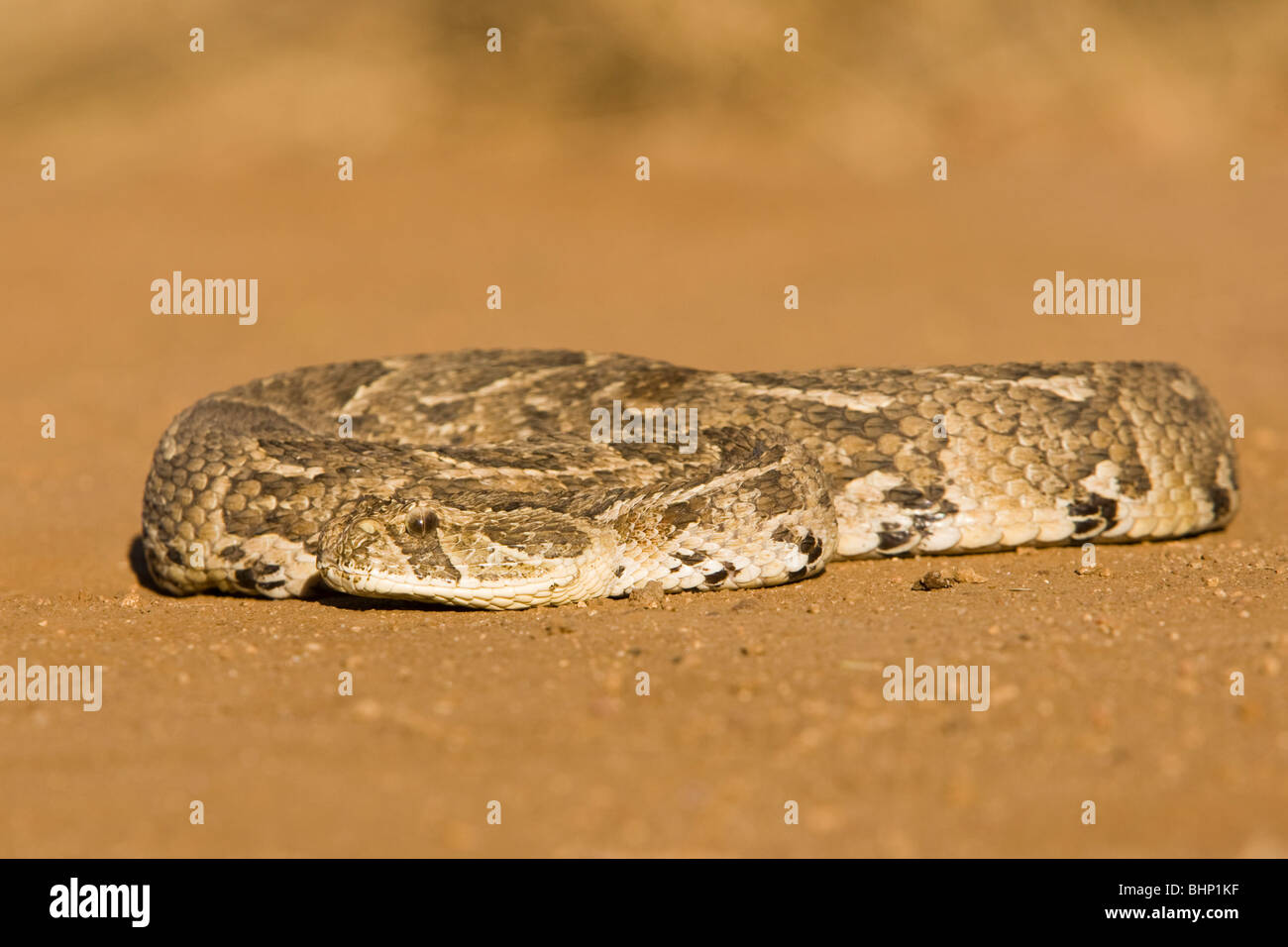 A venomous puff adder hi-res stock photography and images - Alamy