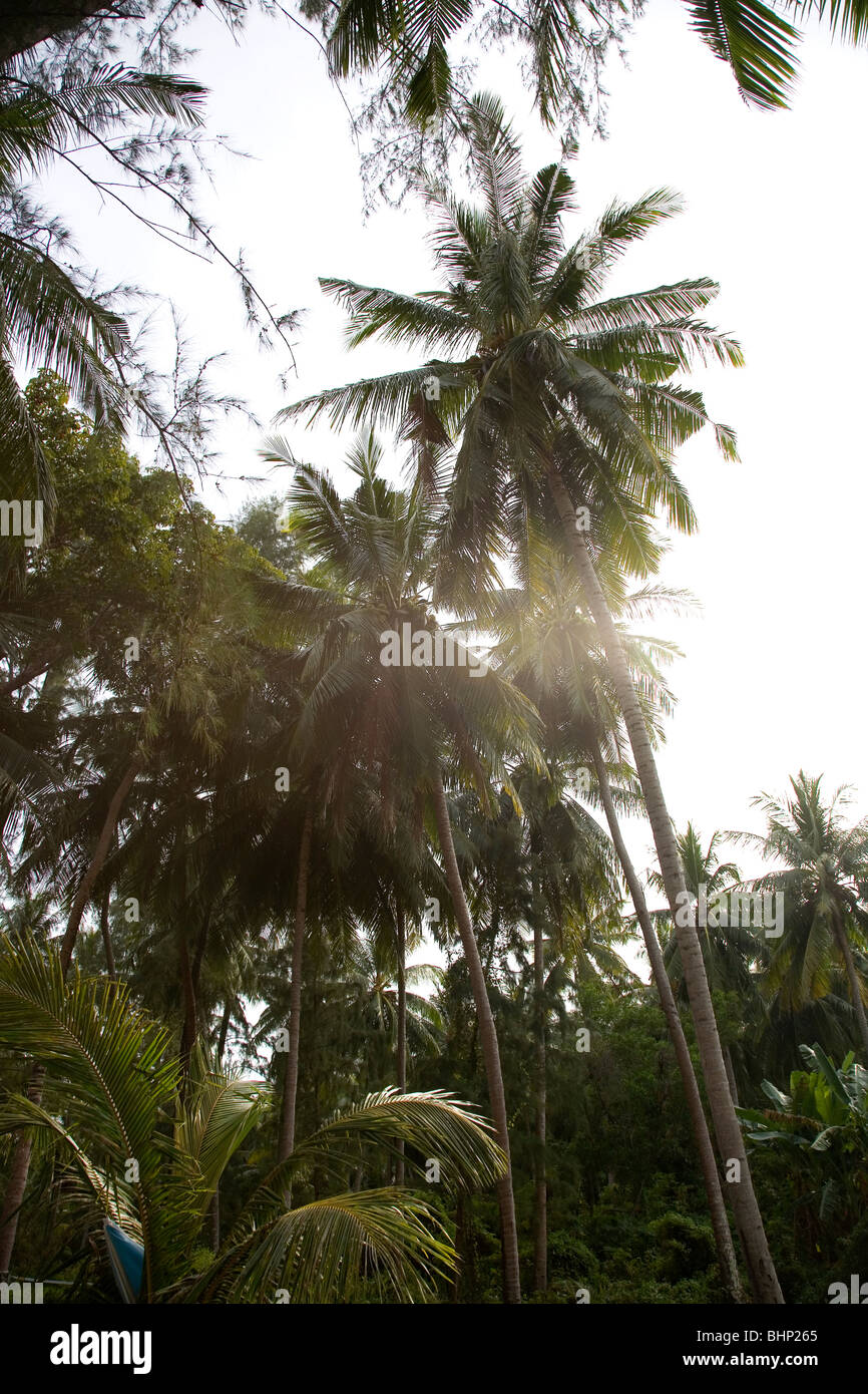 Lawa Island Palm trees - Thailand Stock Photo - Alamy