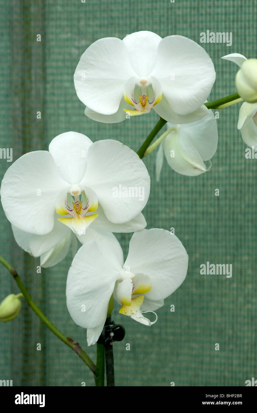 Phal Cool Breeze `White Moth` A beautiful white trailing orchid flower ...