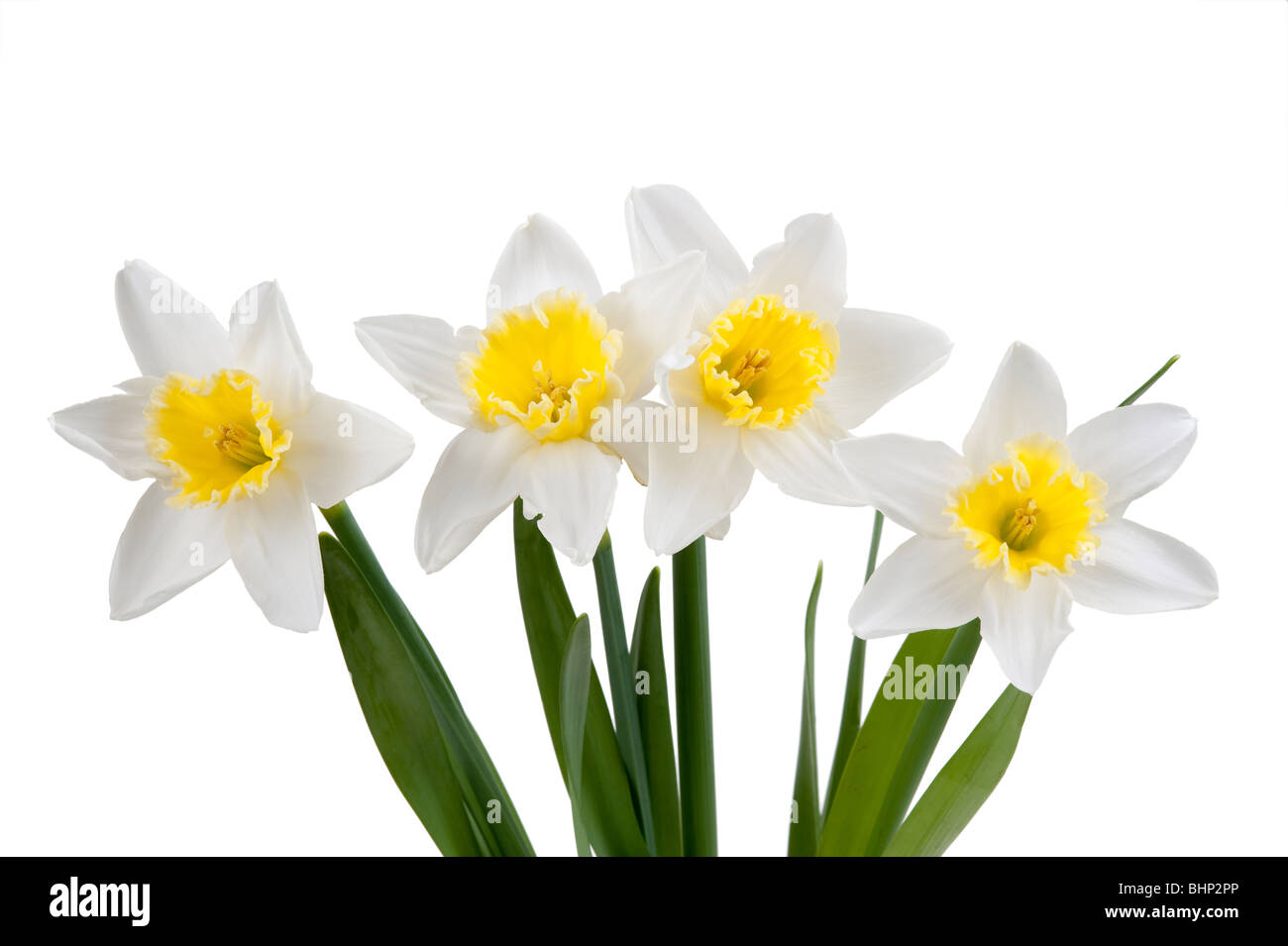 Narcis flowers hi-res stock photography and images - Alamy