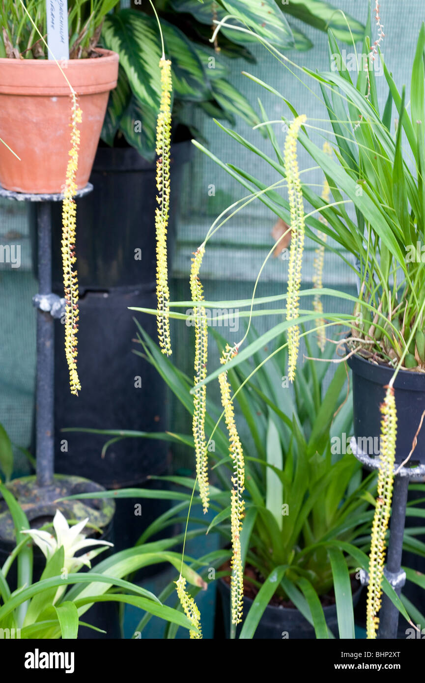 Dendrochilum Filiforme `B`. A deligthful orchid with strings of hanging ...