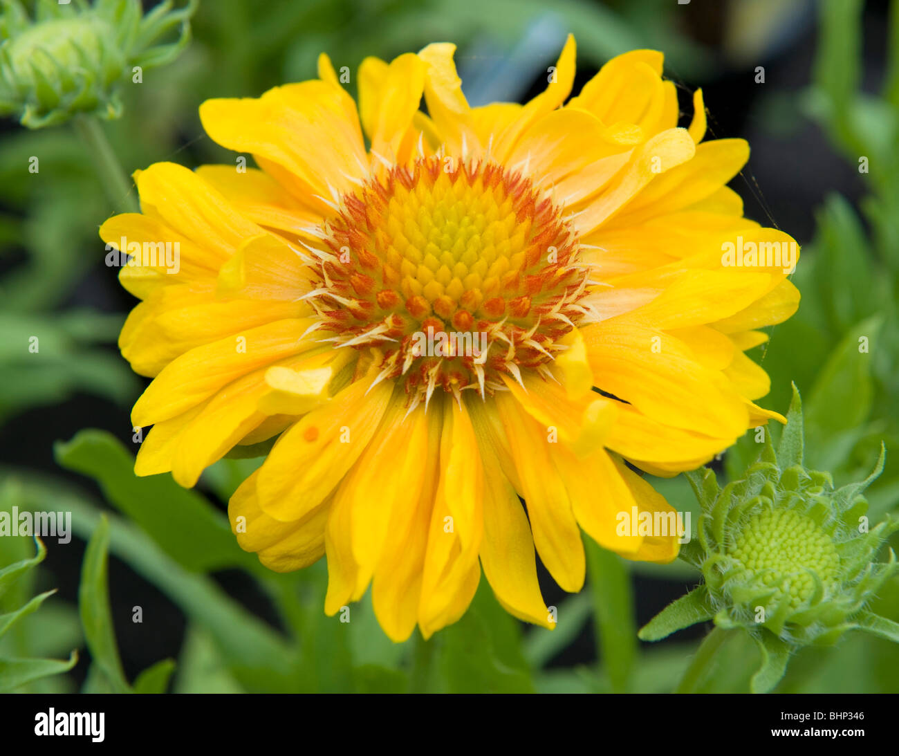 Orange daisy like flower hi-res stock photography and images - Alamy