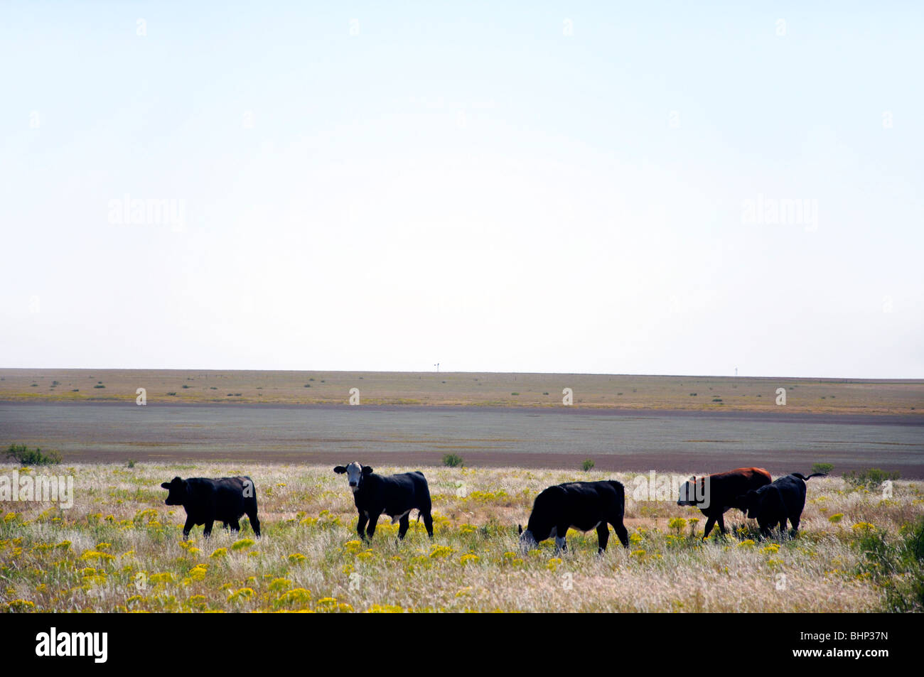 Ranch on Texas high plains Stock Photo - Alamy