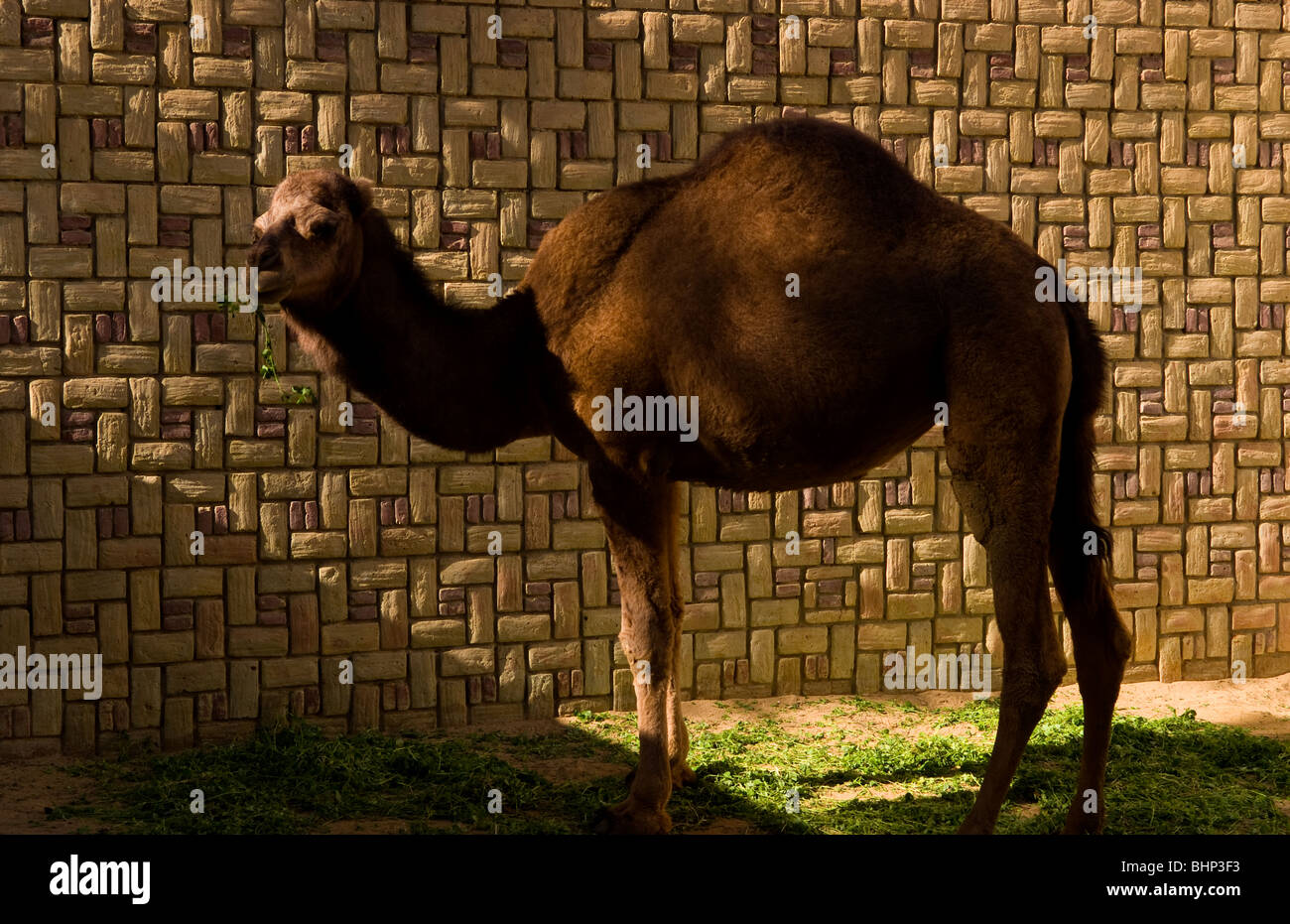 Camel at famous Saharan Zoo in Tozeur Tunisia Africa Stock Photo - Alamy