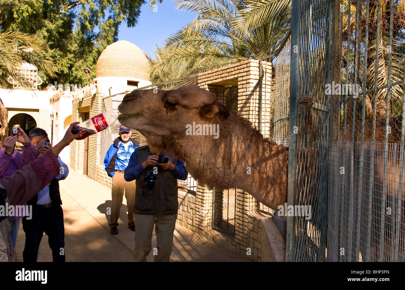 Camel drinking Coke at tourist show at famous Saharan Zoo in Tozeur ...