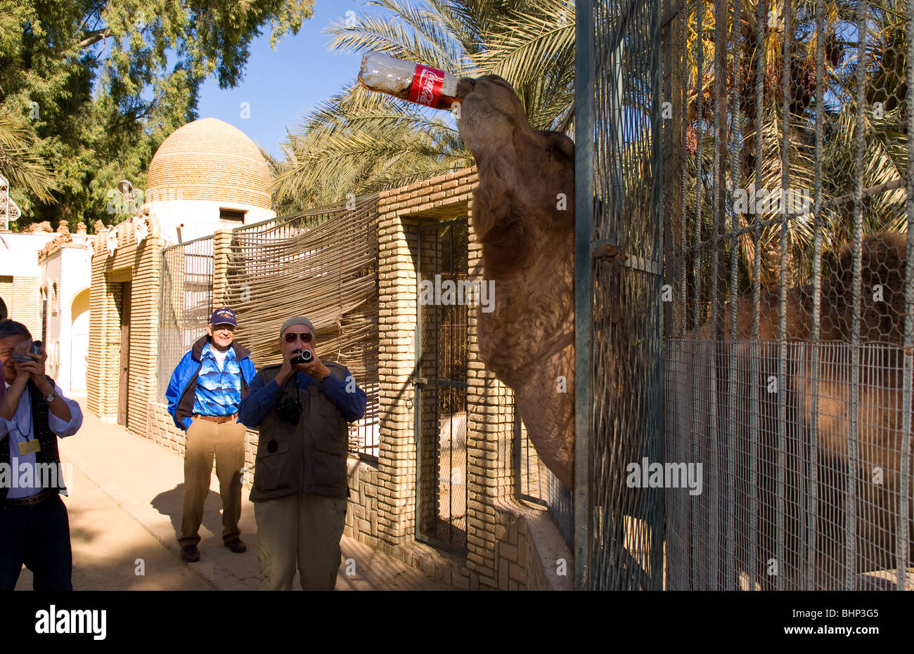 Camel drinking Coke at tourist show at famous Saharan Zoo in Tozeur ...