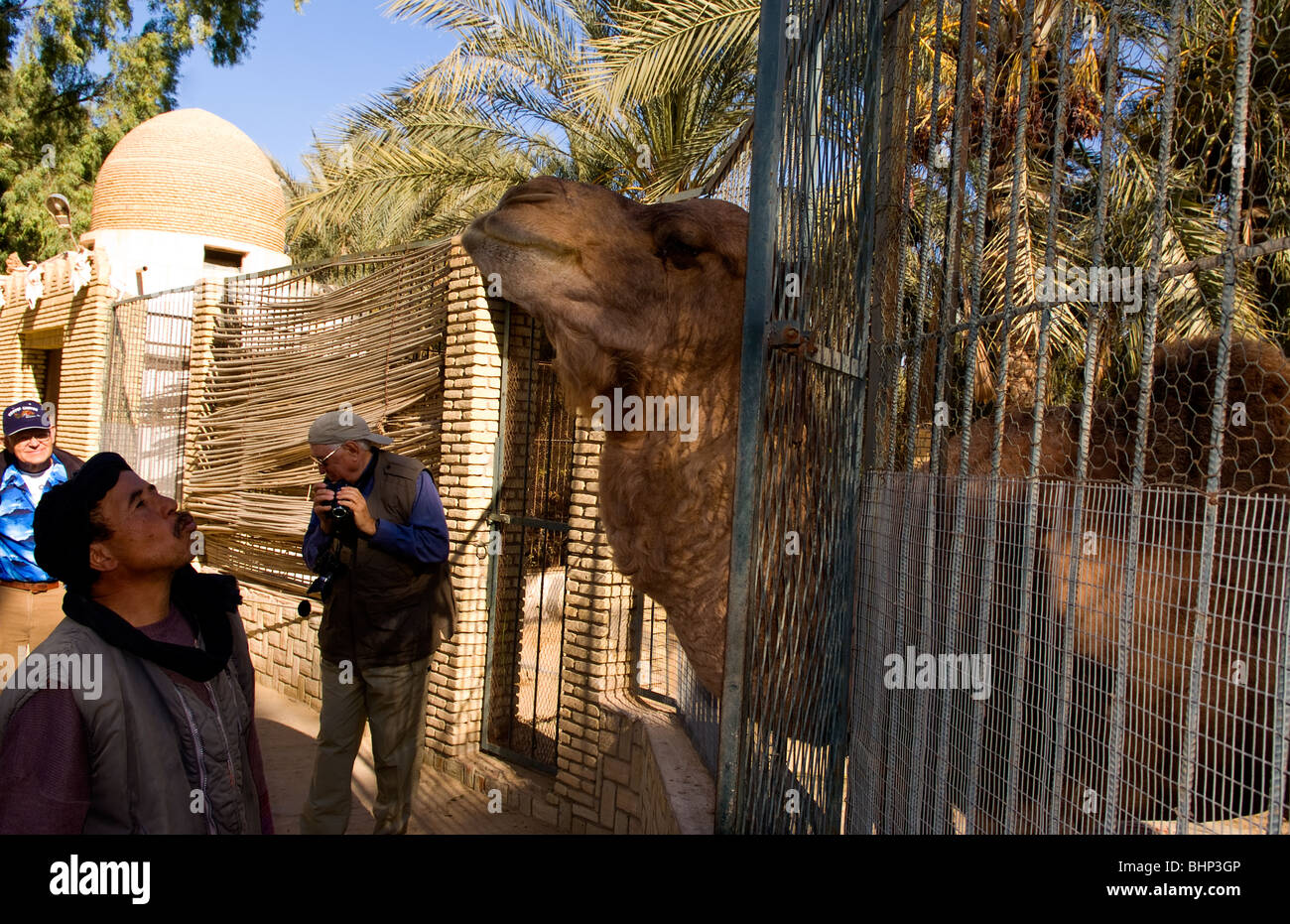 Camel with trainer at tourist show at famous Saharan Zoo in Tozeur ...