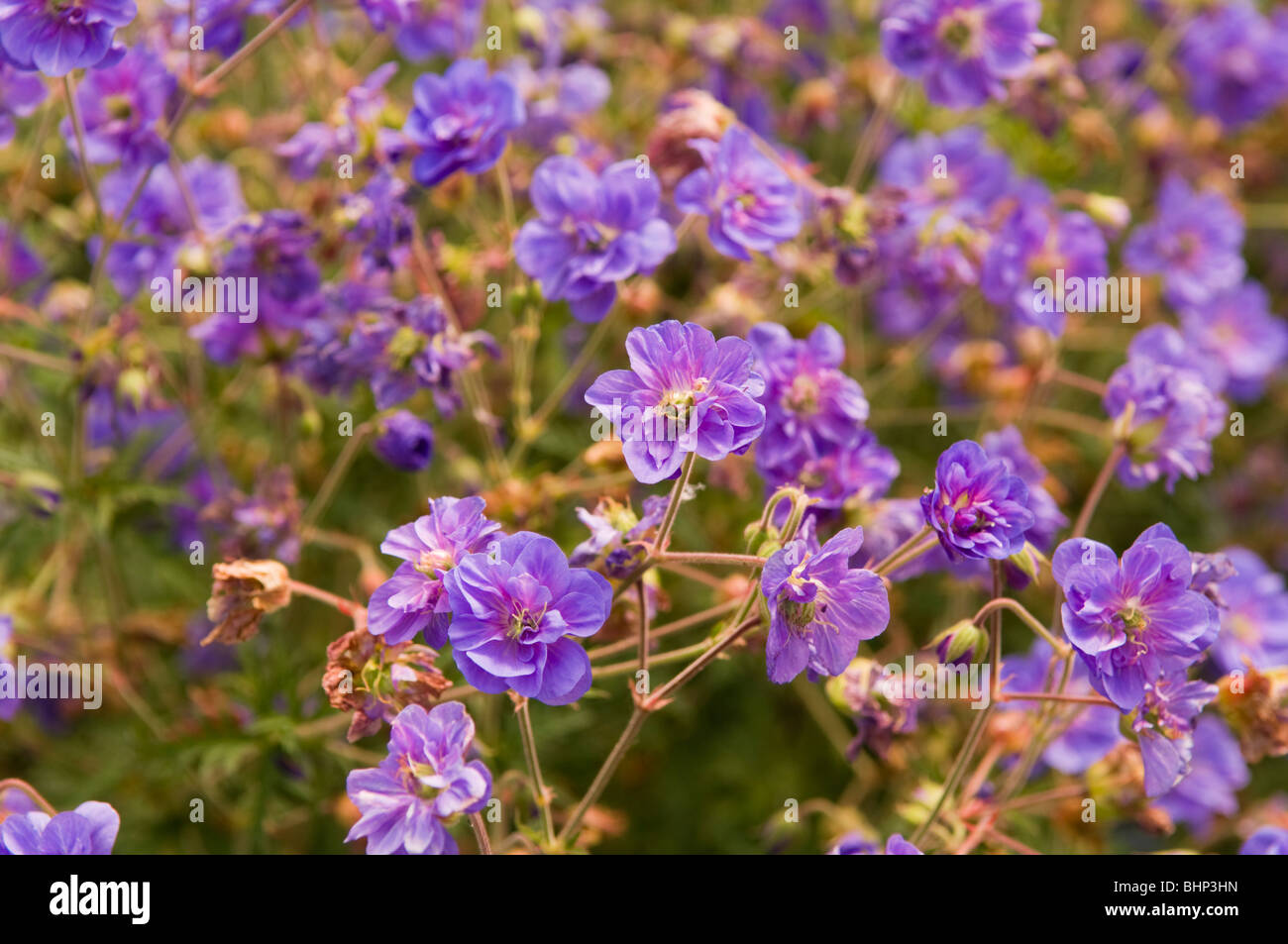 Purple double flowered Geranium Stock Photo - Alamy