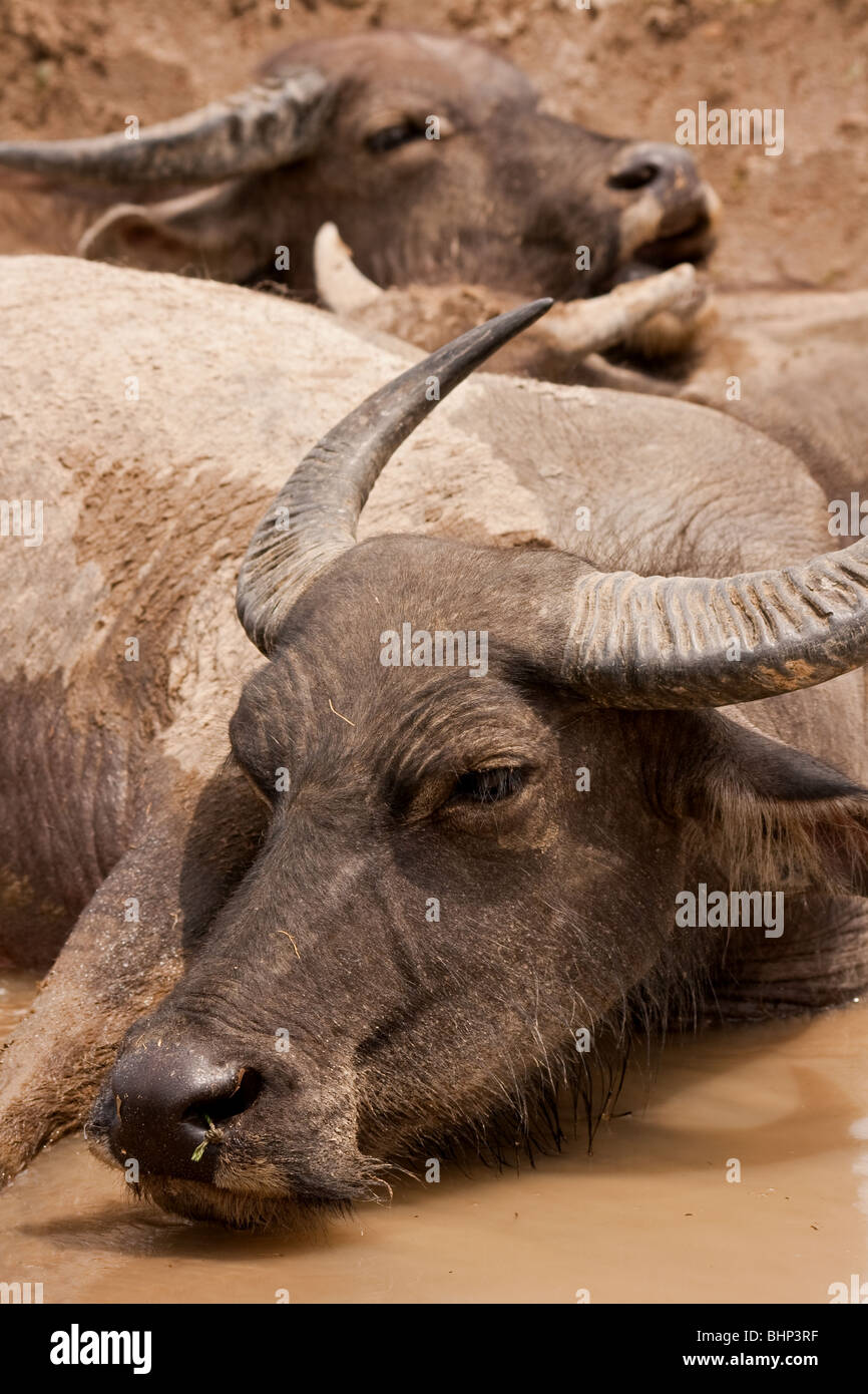 Working Asian water buffalo cooling off in the muddy waters of the rice ...
