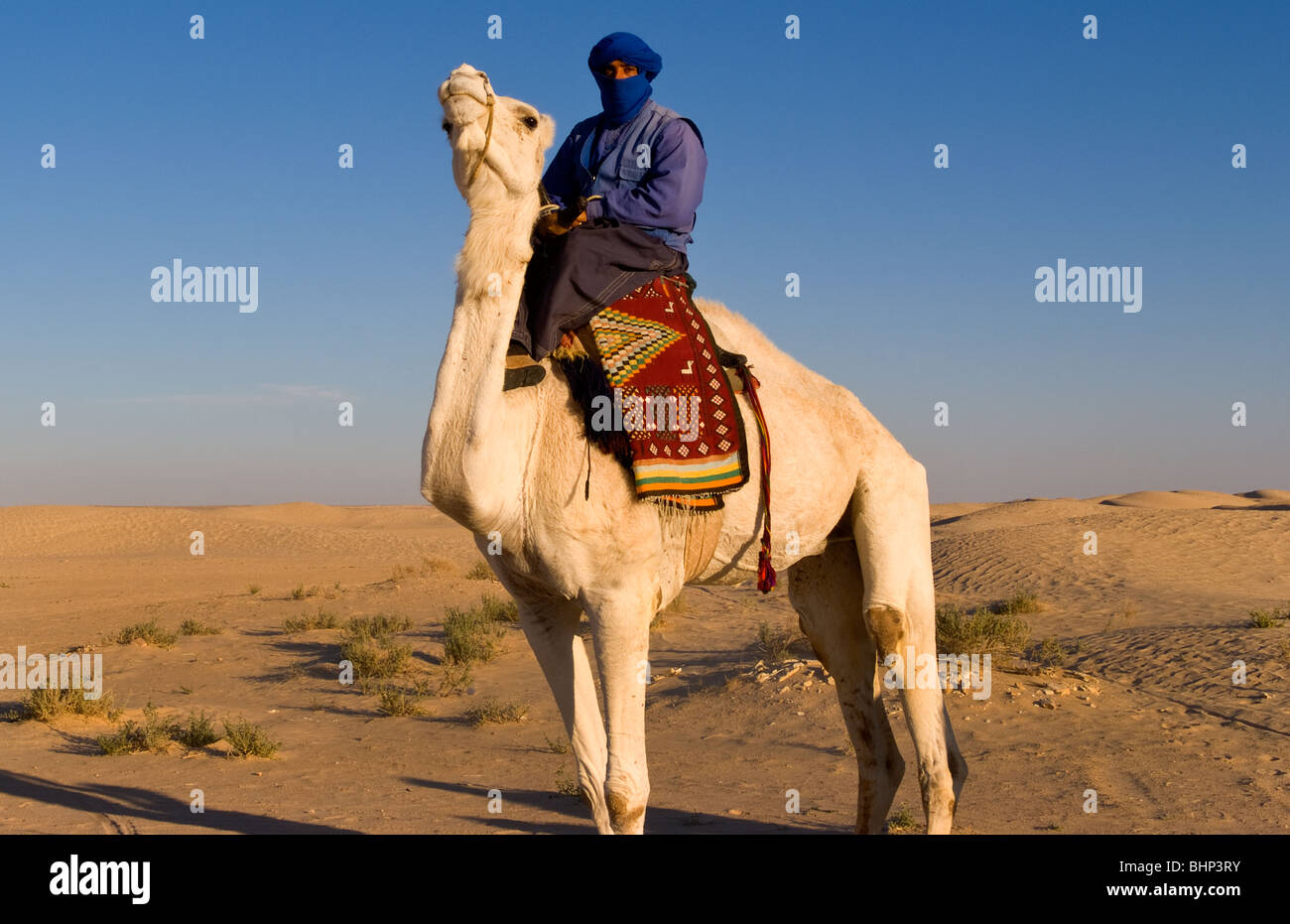 Local Bedouin man on camel ride in Douz in Sahara Desert in Tunisia ...