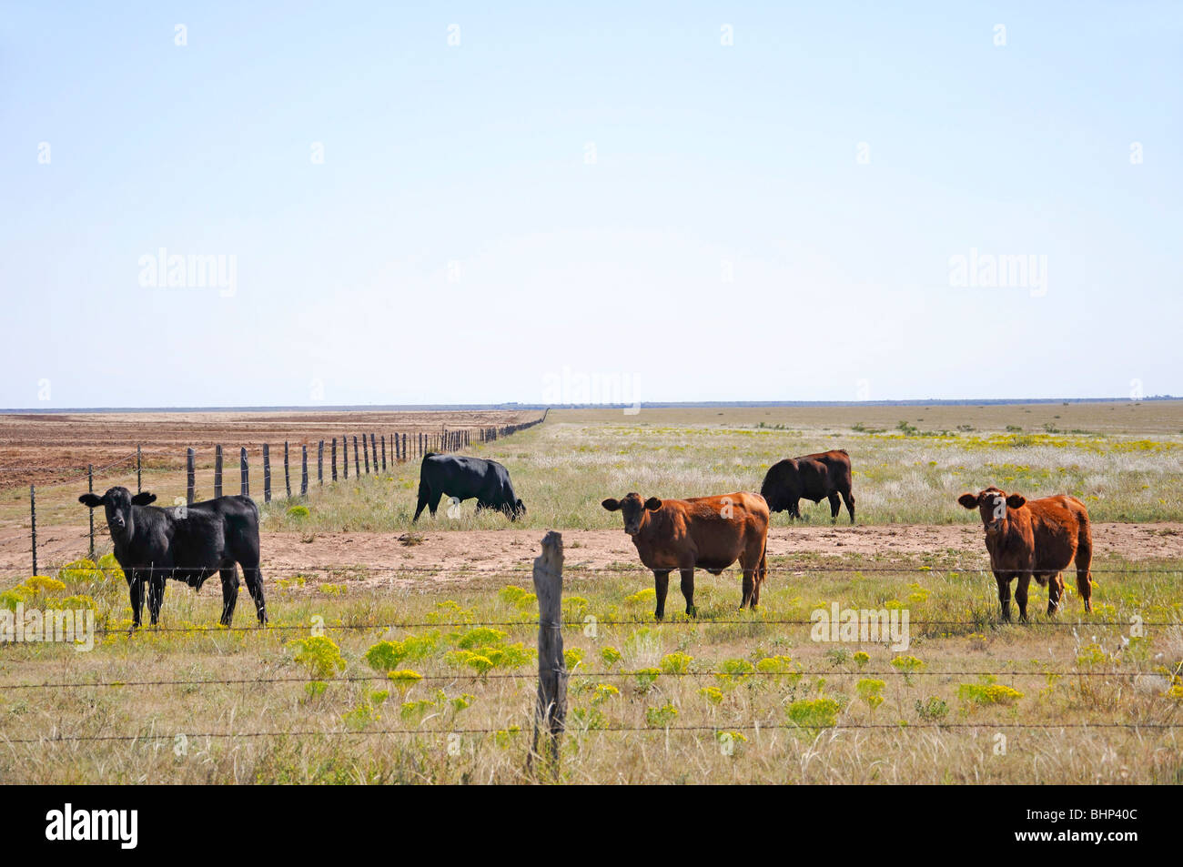 Ranch on Texas high plains Stock Photo - Alamy