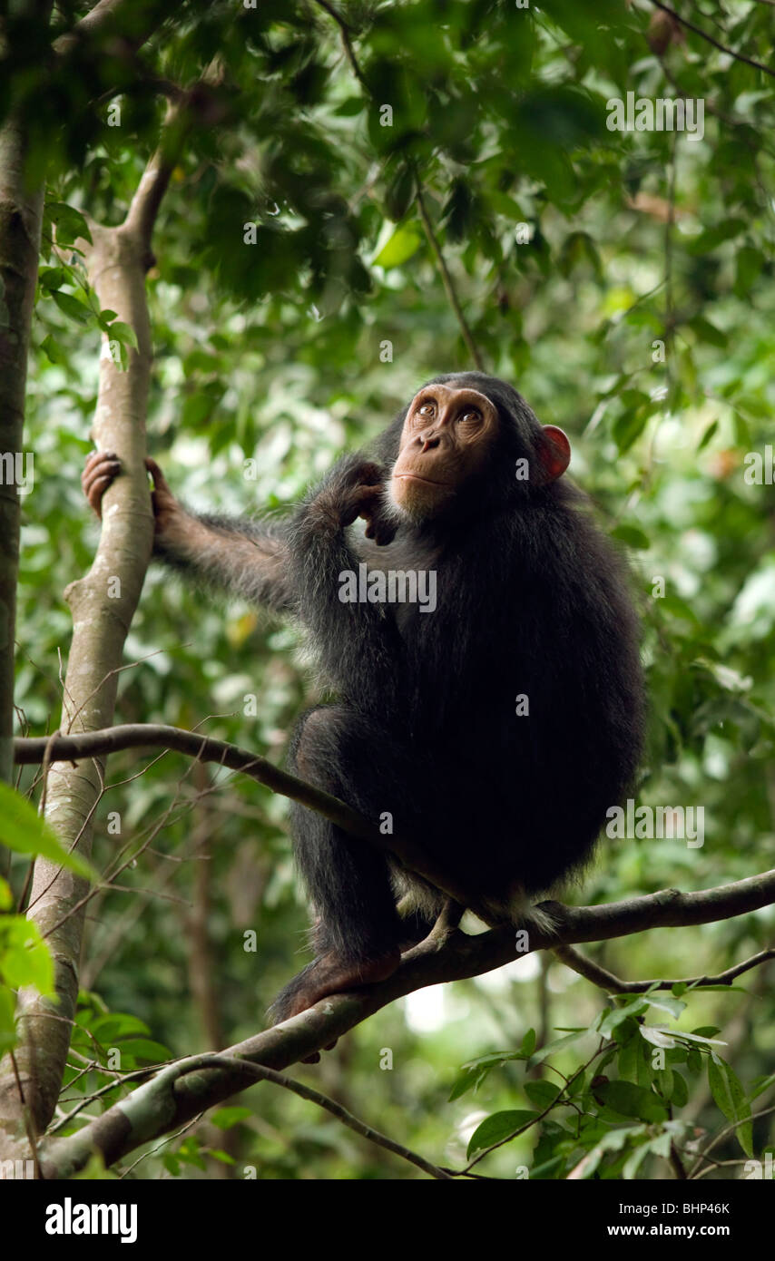 Mweya, young male chimpanzee of the Kyambura troop in tree Stock Photo ...