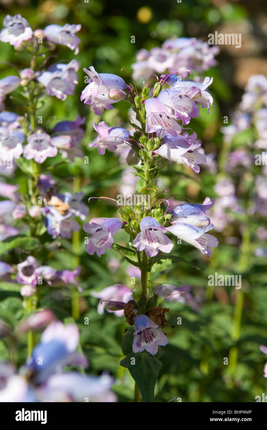 Penstemon (Plantaginaceae) growing in a garden border Stock Photo - Alamy