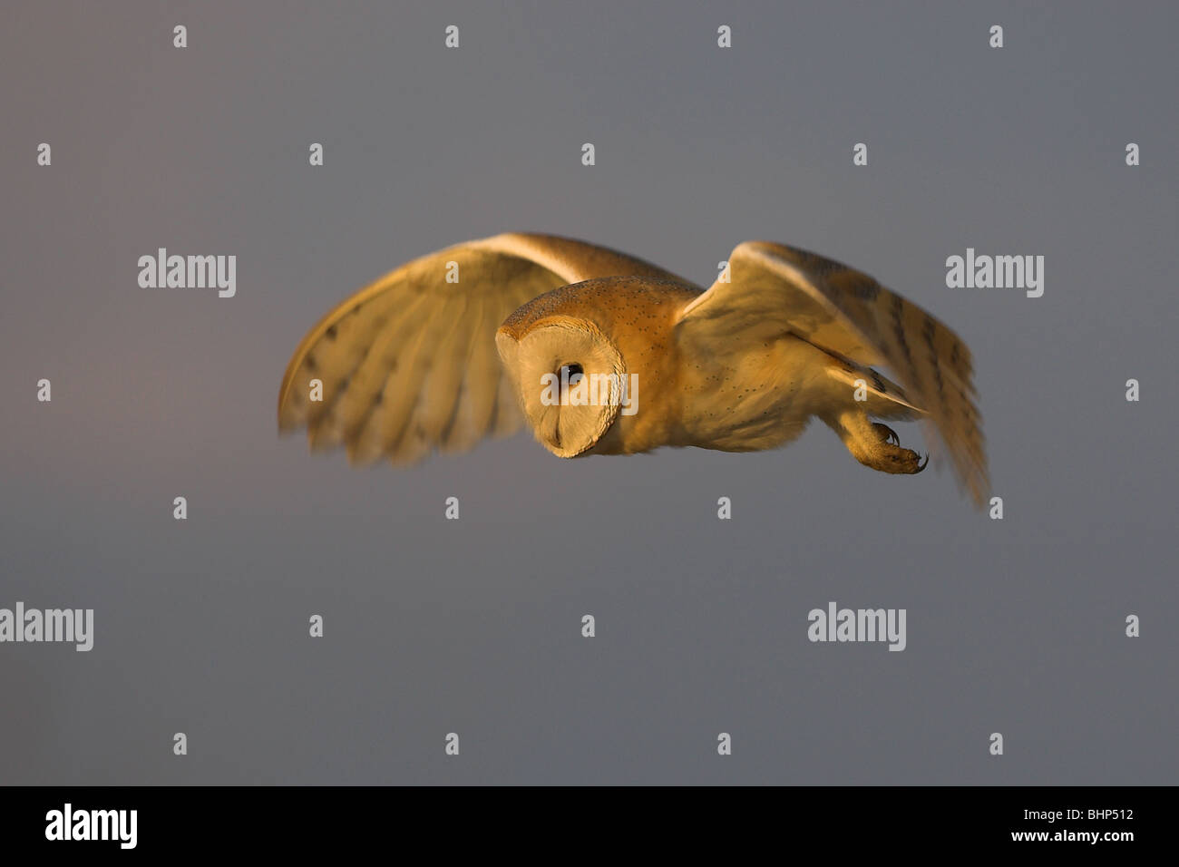 Barn owl flying against blue sky Stock Photo - Alamy