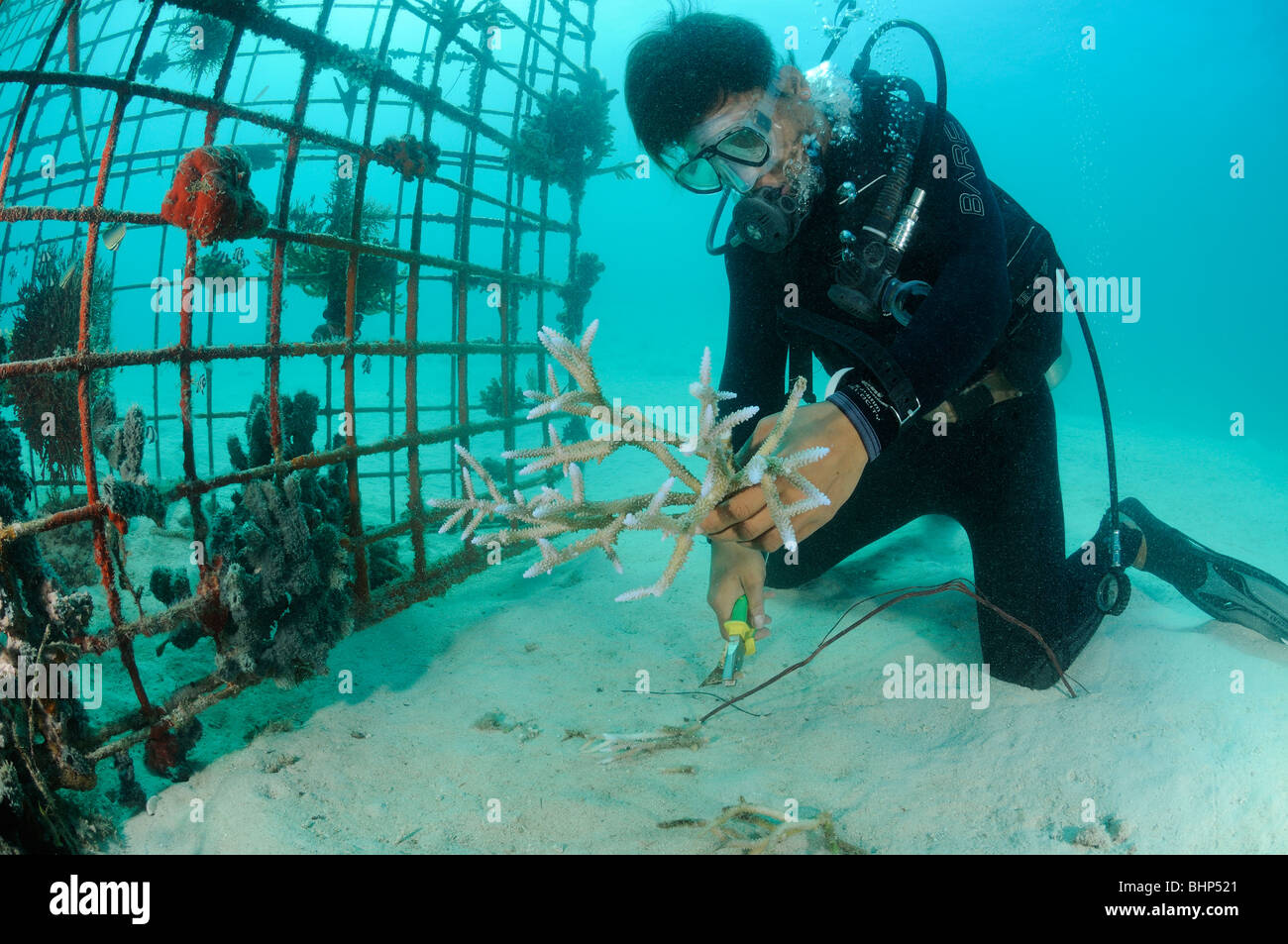 Reef gardener attaching corals to artificial reef, Pemuteran, Bali ...
