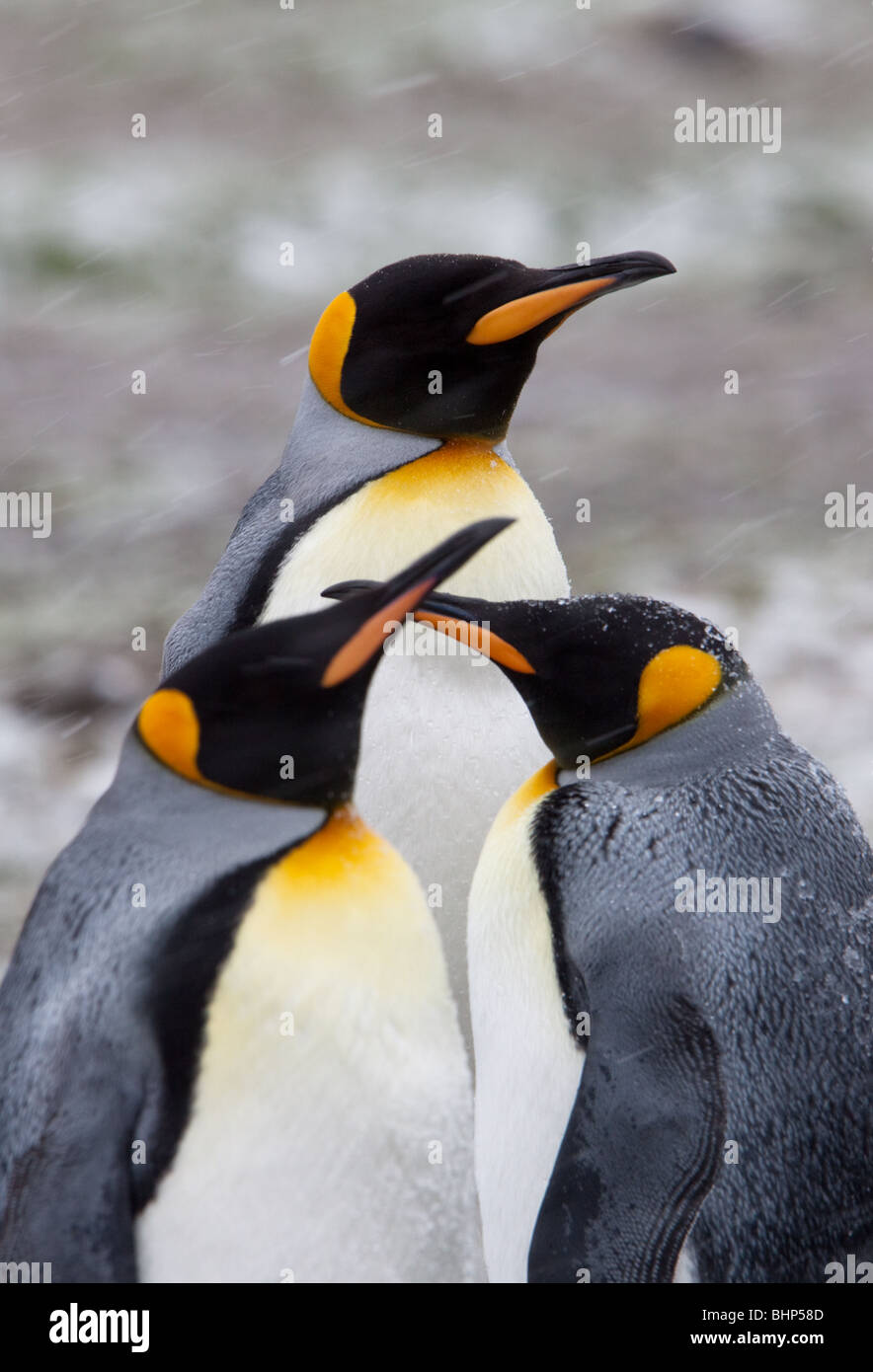 Antarctica penguin huddle hi-res stock photography and images - Alamy