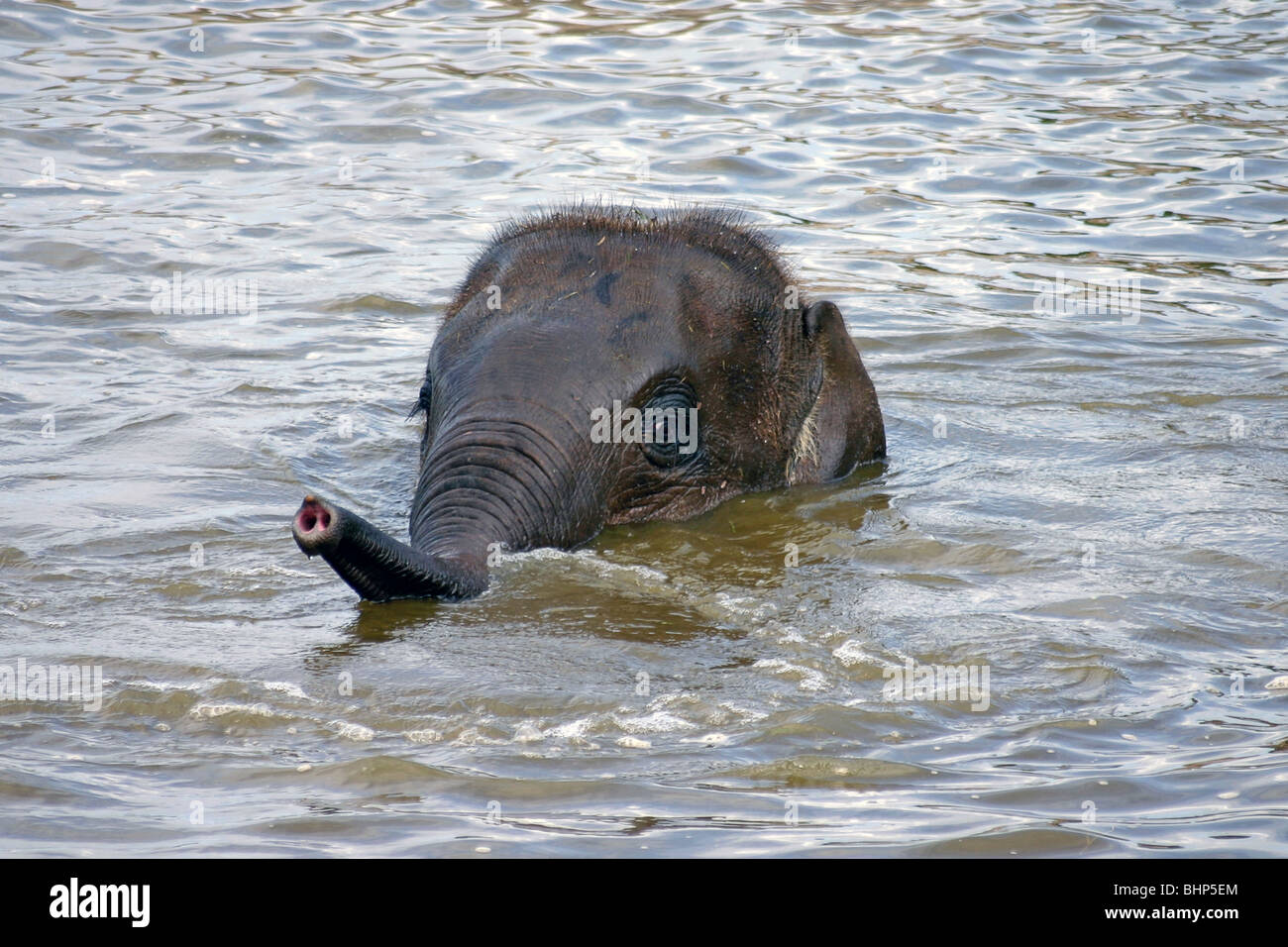 Elephant in water Stock Photo - Alamy