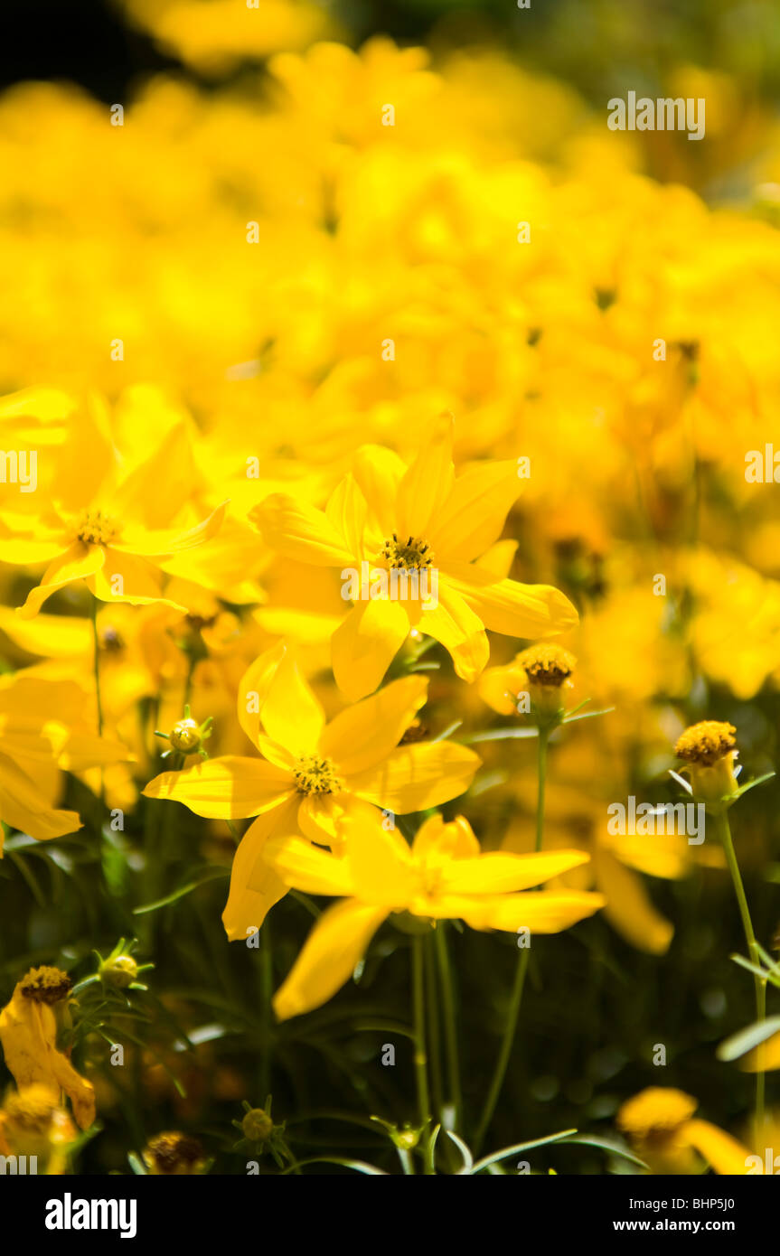 Thread-leaf coreopsis (Coreopsis verticillata) growing in a garden ...