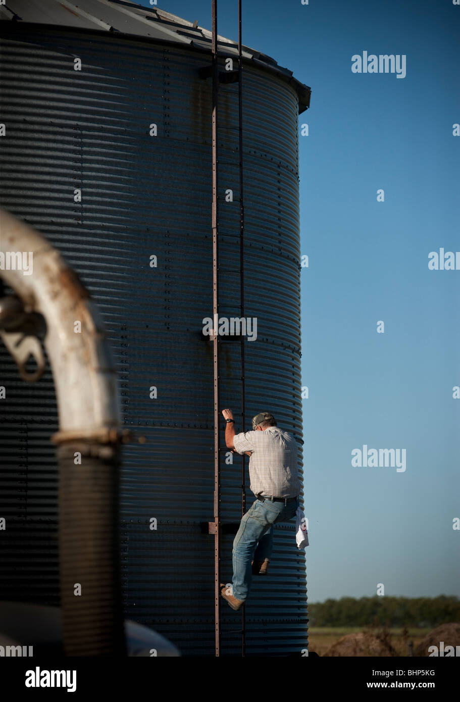 Farmer Climbing Up Ladder On Steel Bin, Redvers, Saskatchewan, Canada ...